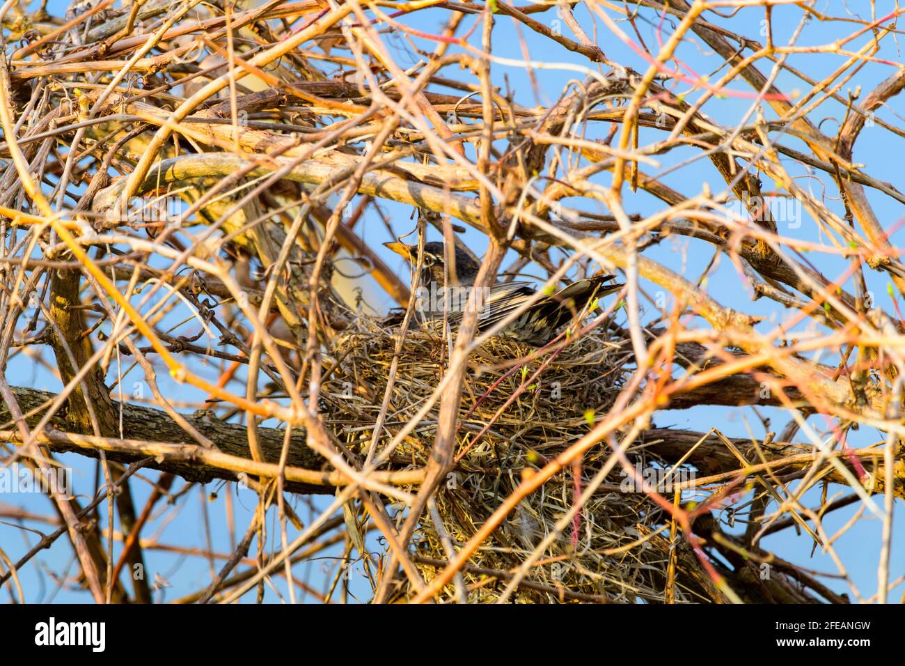 robin building a nest Stock Photo - Alamy