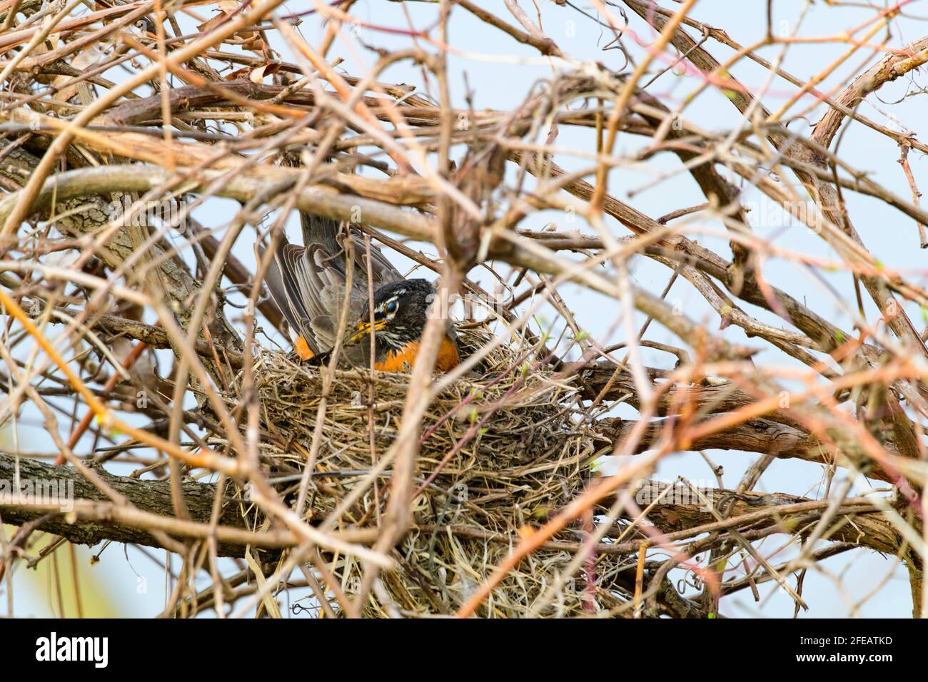 robin building a nest Stock Photo - Alamy