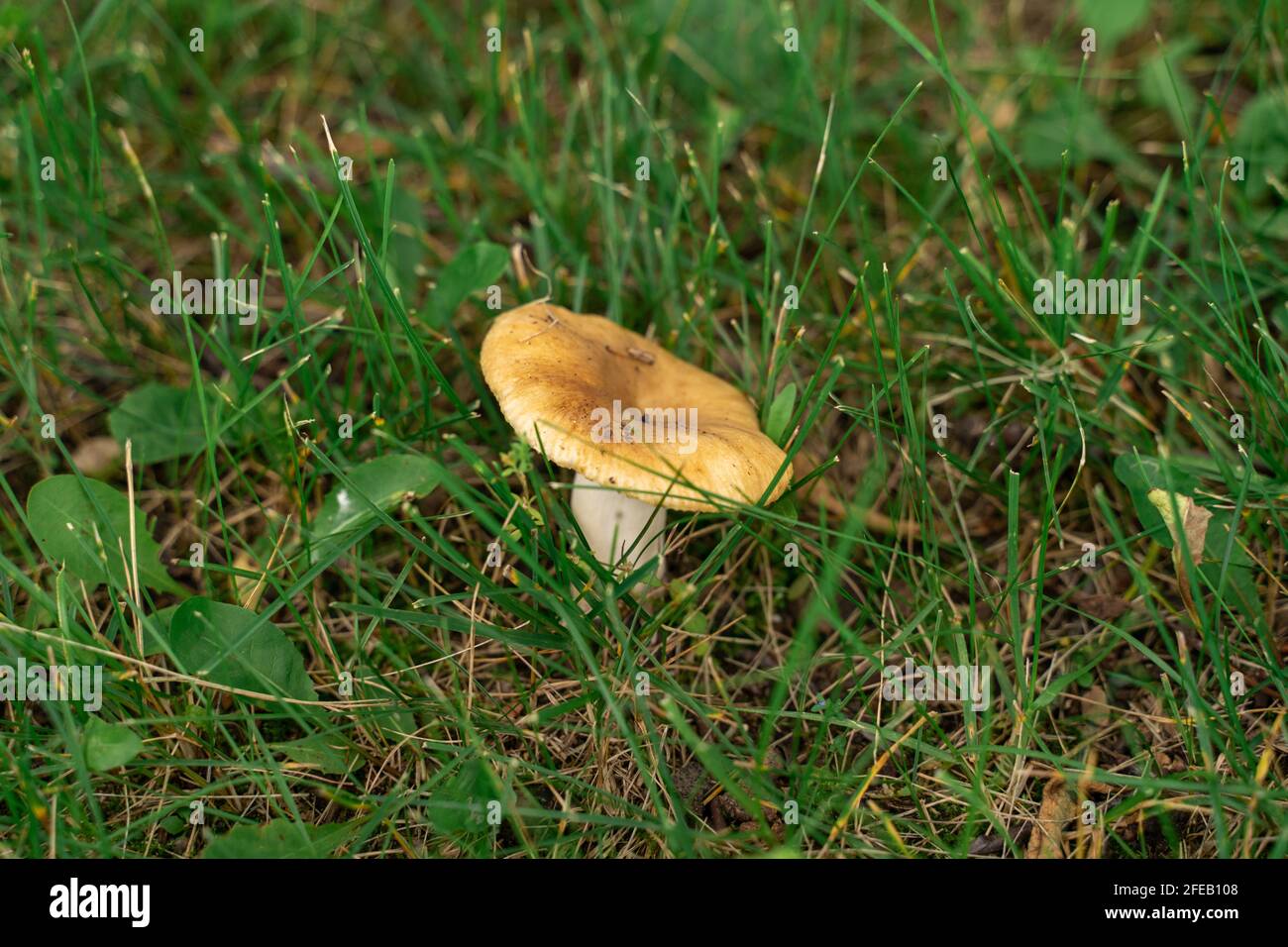 one yellow russula mushroom growing in the grass Stock Photo - Alamy
