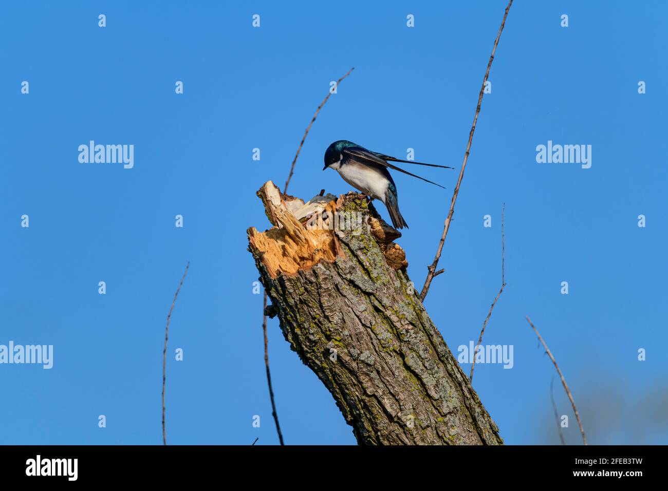 Tree Swallow on broken tree stump in Spring Stock Photo - Alamy