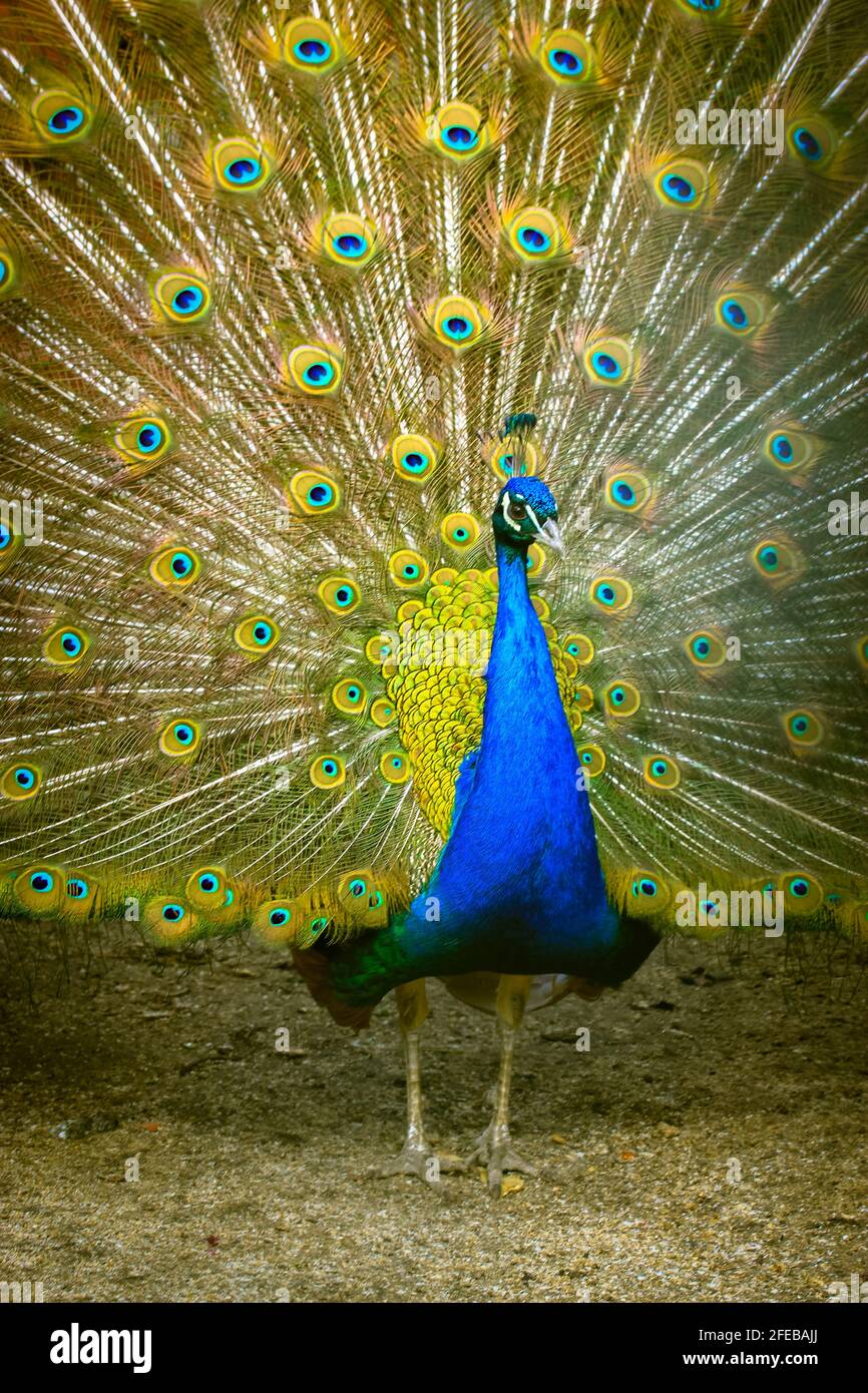 Indian National Bird Hd