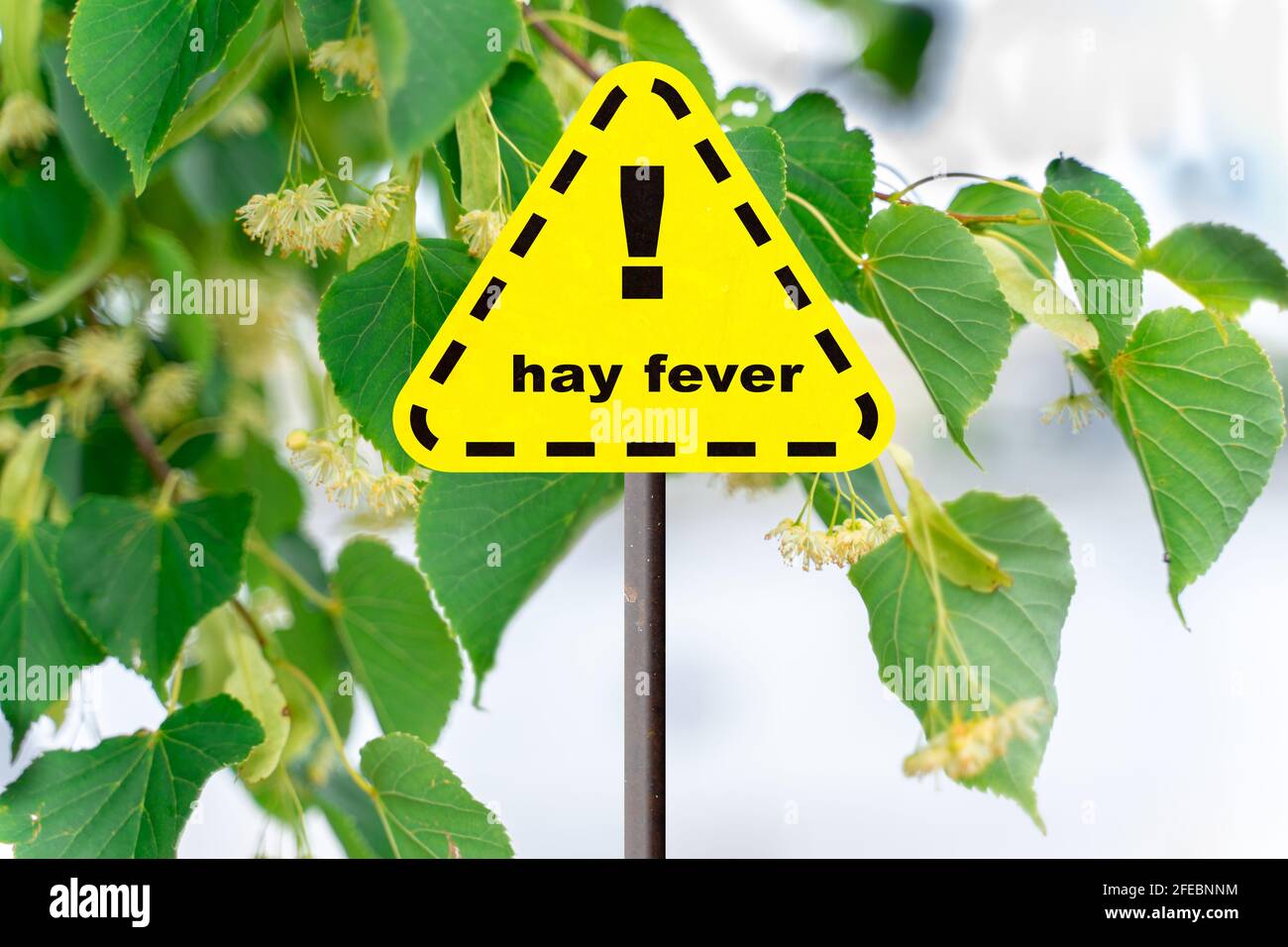 yellow hay fever danger sign with linden blossom background Stock Photo ...