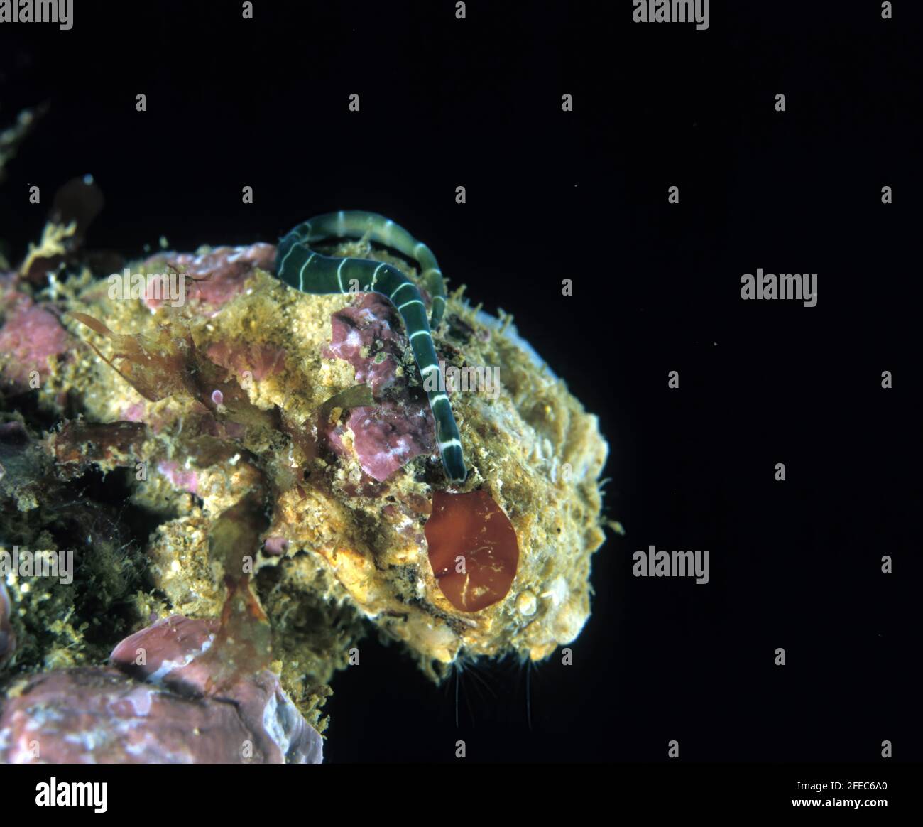 Bootlace Worm High Resolution Stock Photography and Images - Alamy