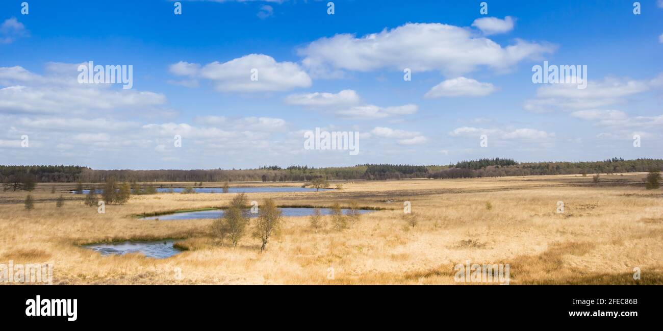 Panoramic view of the nature area Duurswouderheide in Friesland ...