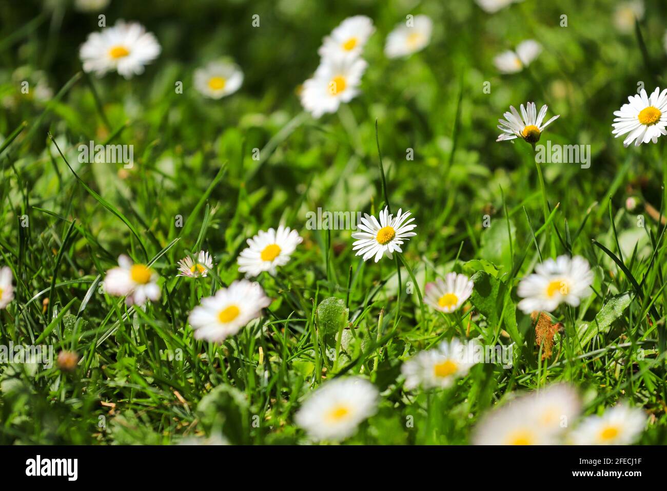 field of daisies. Flowers background in the spring Stock Photo - Alamy