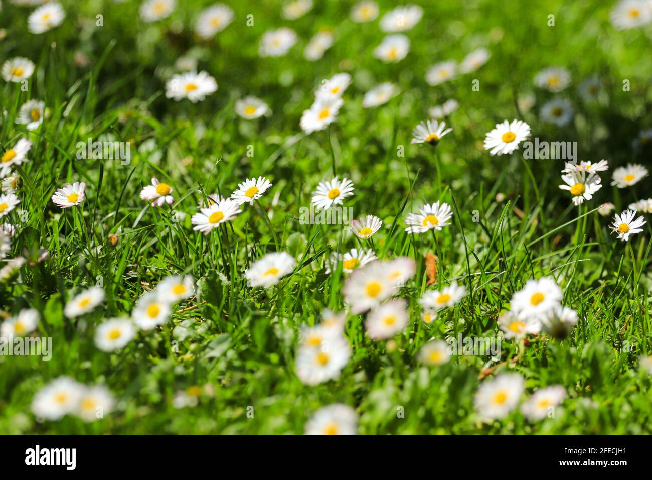 field of daisies. Flowers background in the spring Stock Photo - Alamy