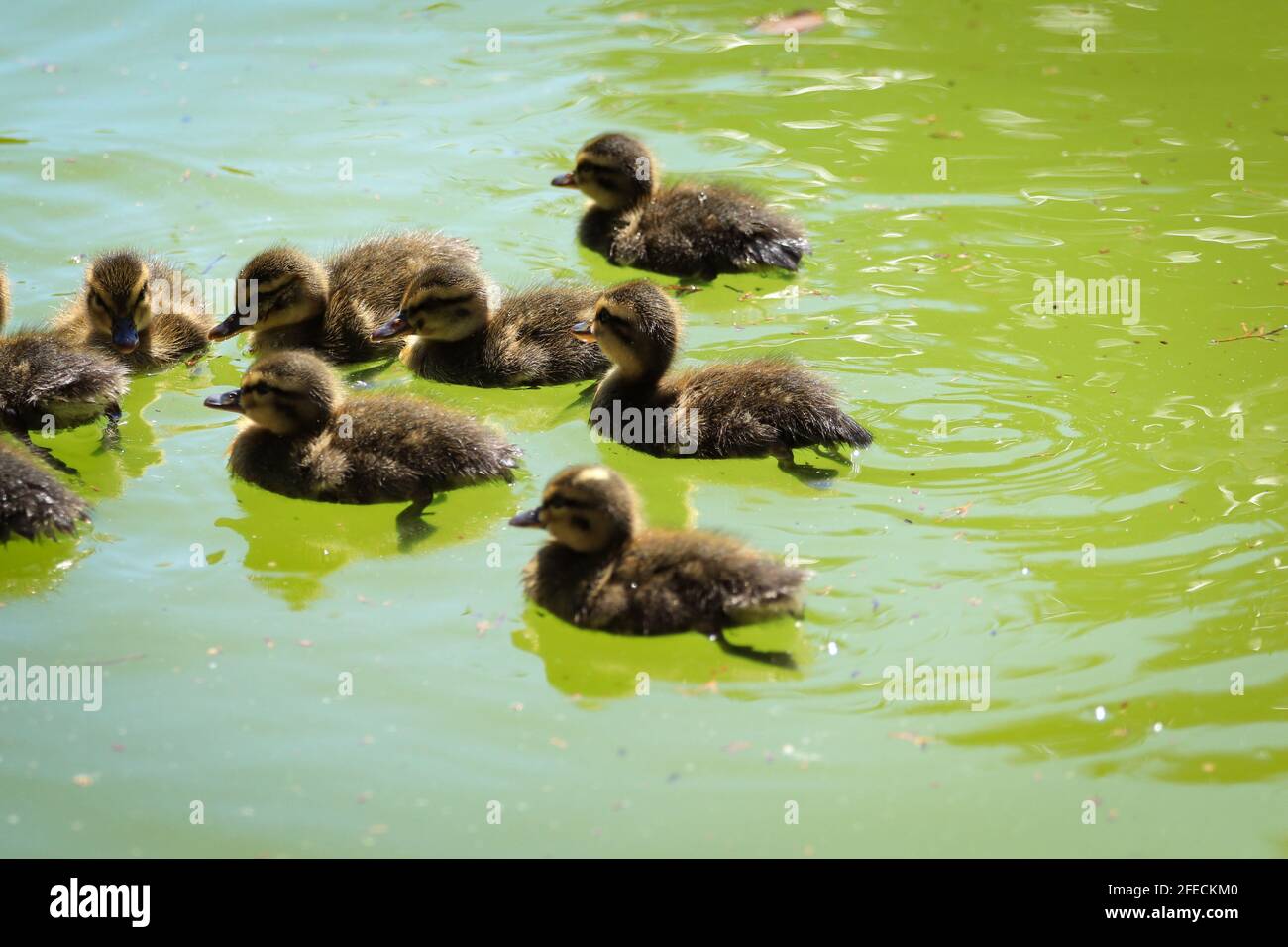 Ducklings cute hi-res stock photography and images - Alamy