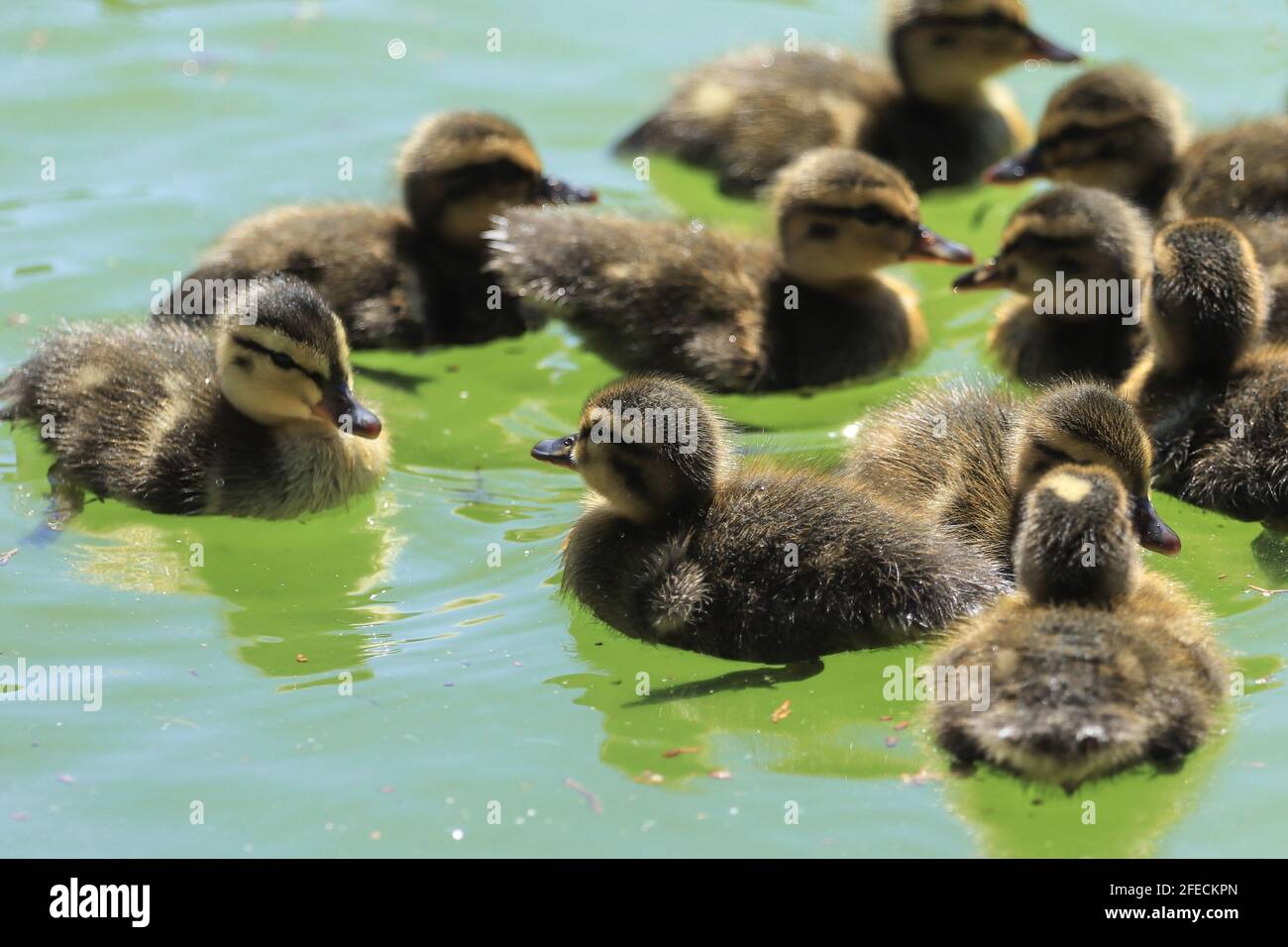 Group ducks water ducklings hi-res stock photography and images - Alamy