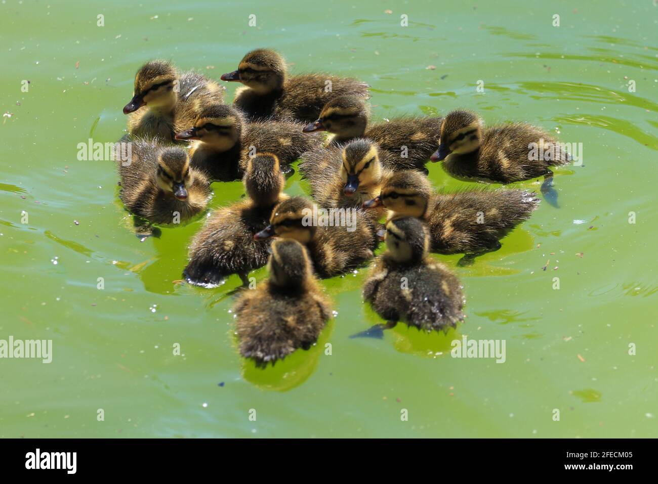 Young ducklings swim in pond hi-res stock photography and images - Alamy