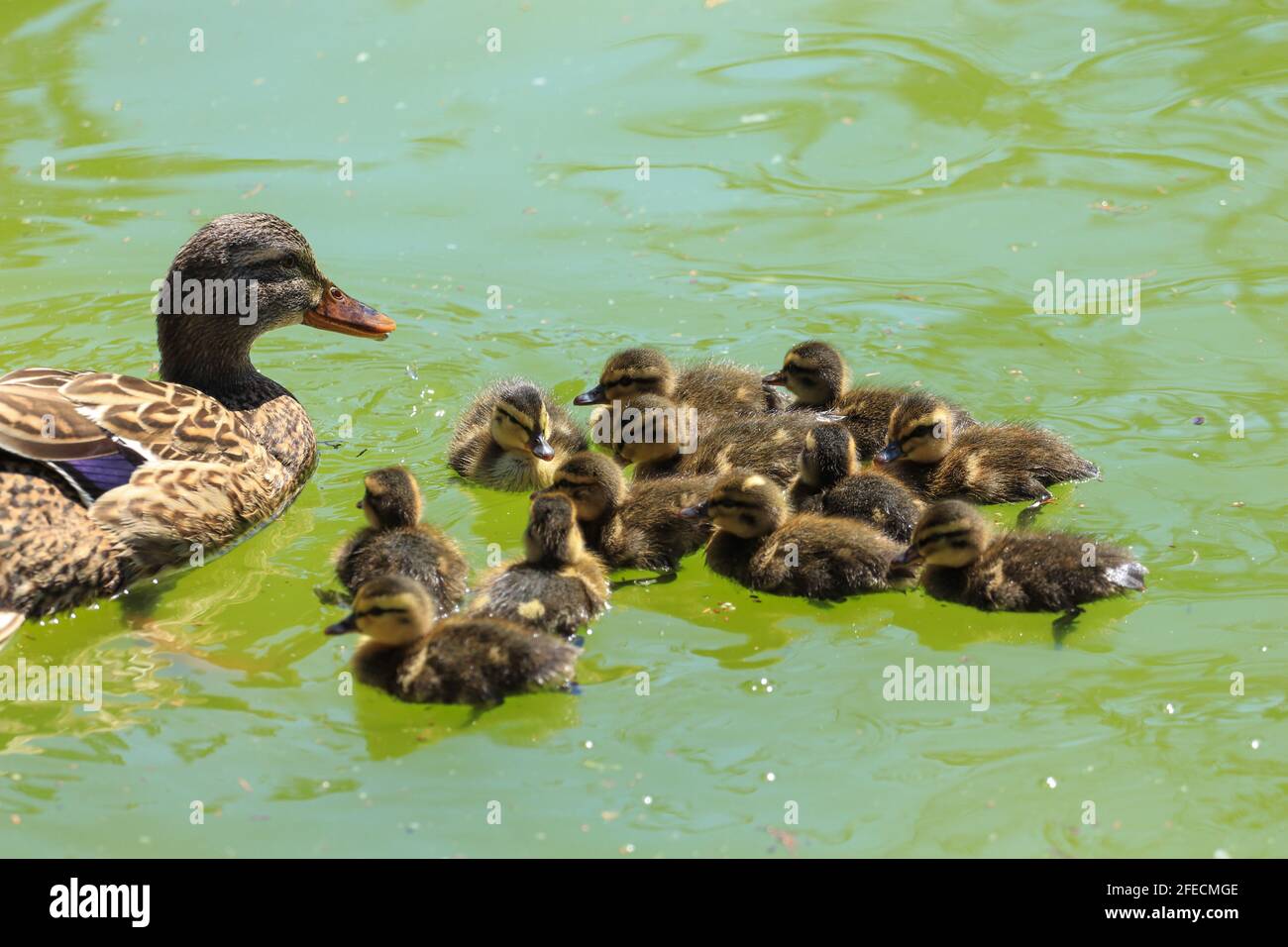 Mallard duck and her brood of ducklings hi-res stock photography and ...