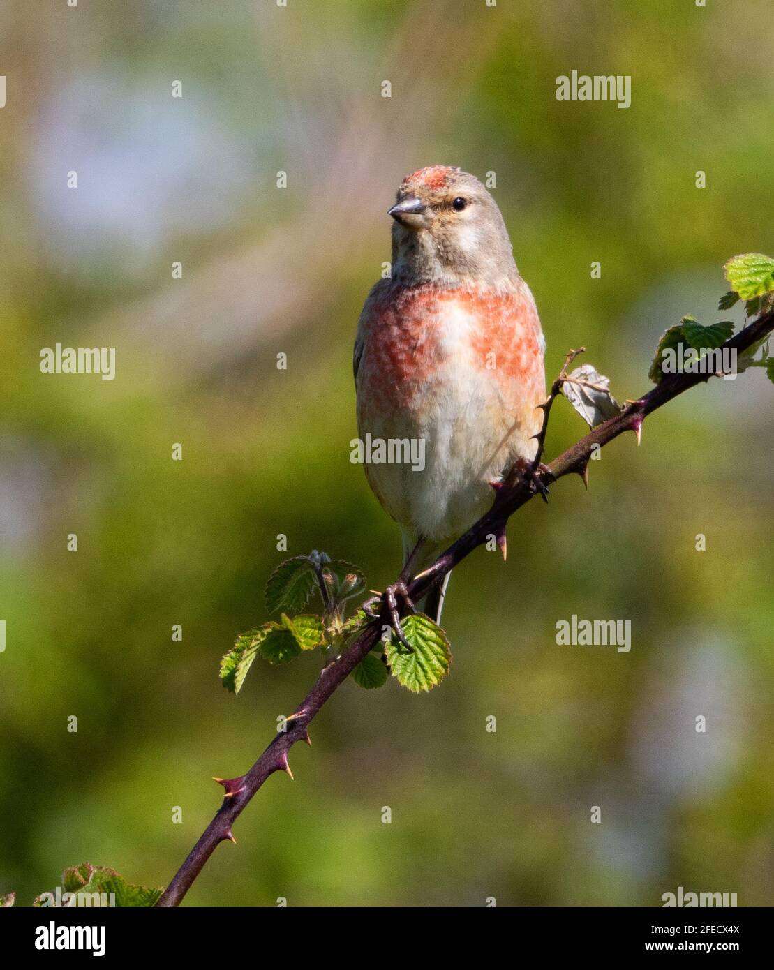Male Linnet on a bramble branch in the sunshine Stock Photo - Alamy