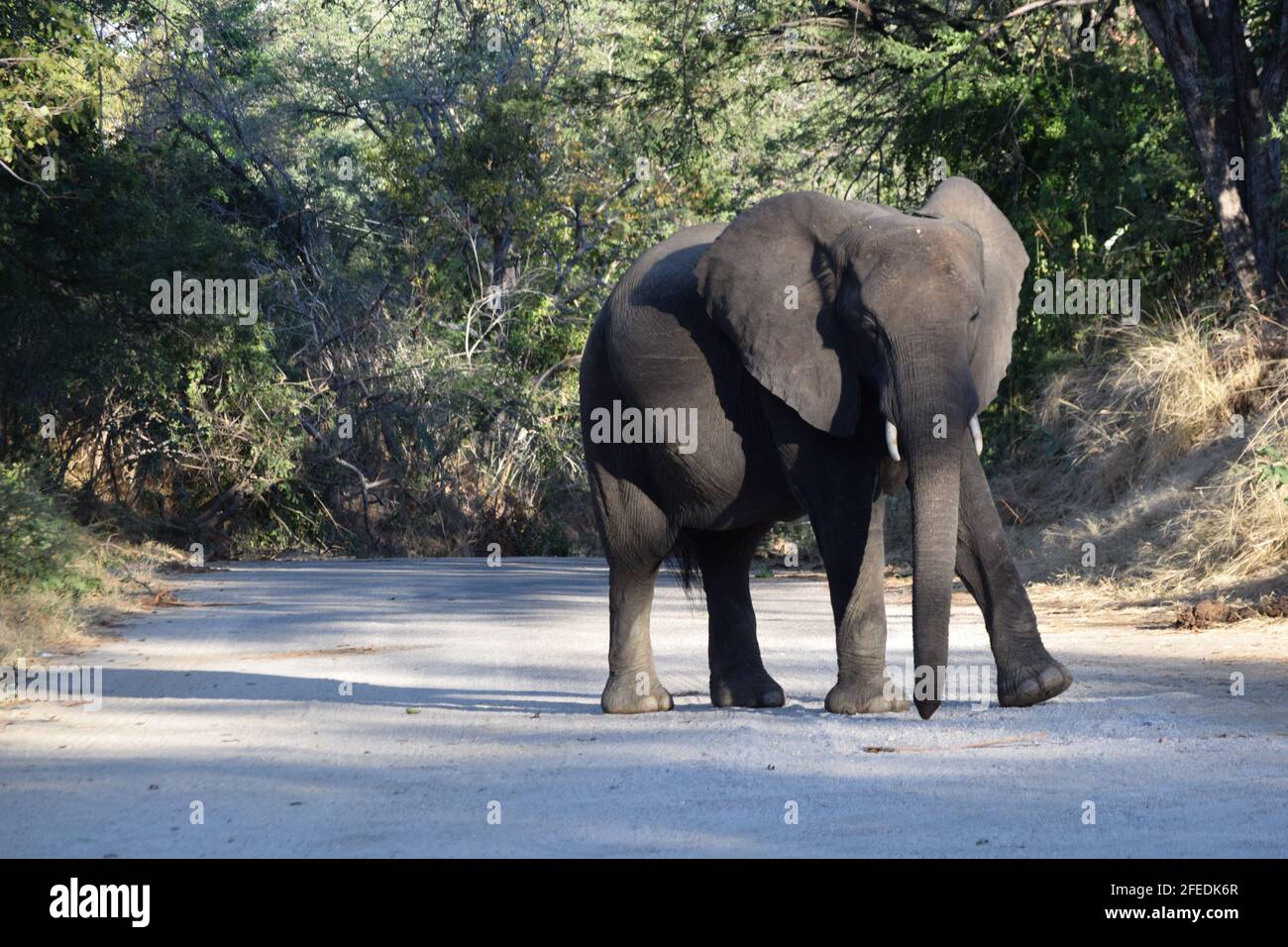 Stomping elephant hi-res stock photography and images - Alamy