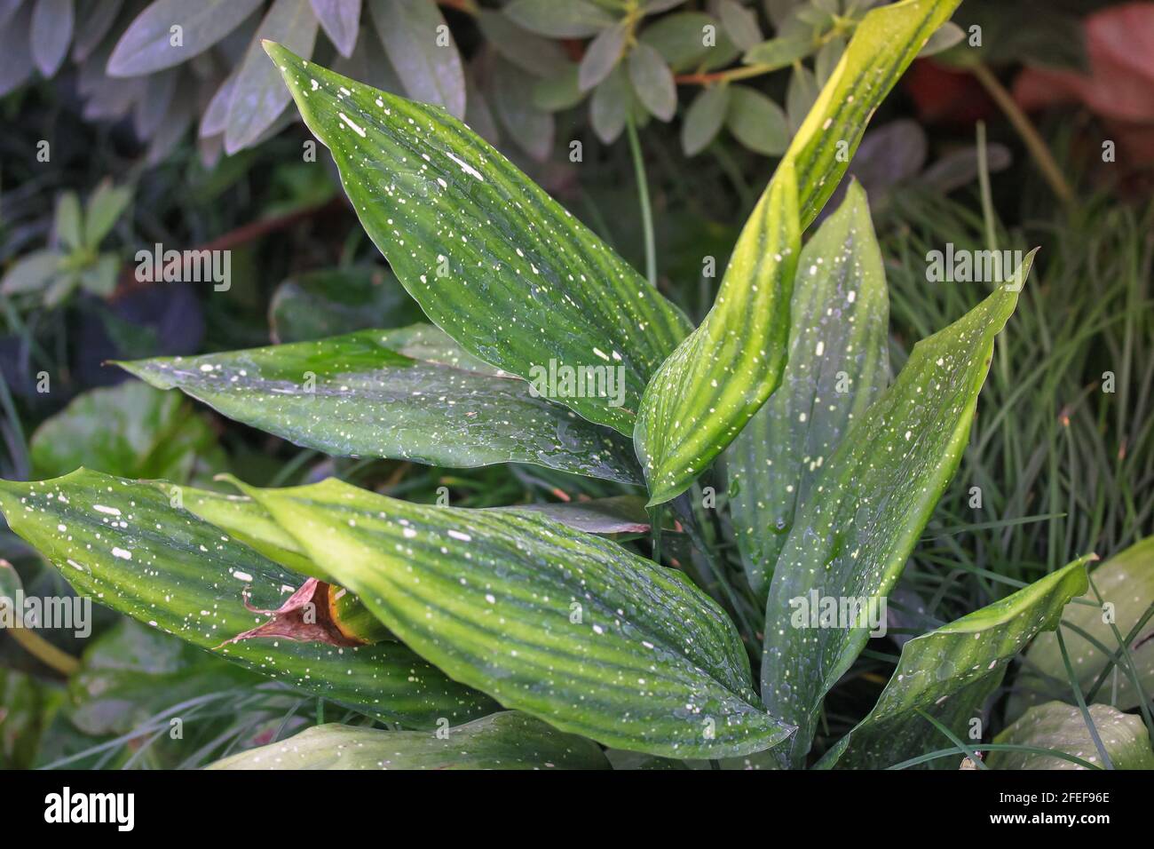 Green yellow hosta leafs flatly. Exotic plants commonly known as hostas ...