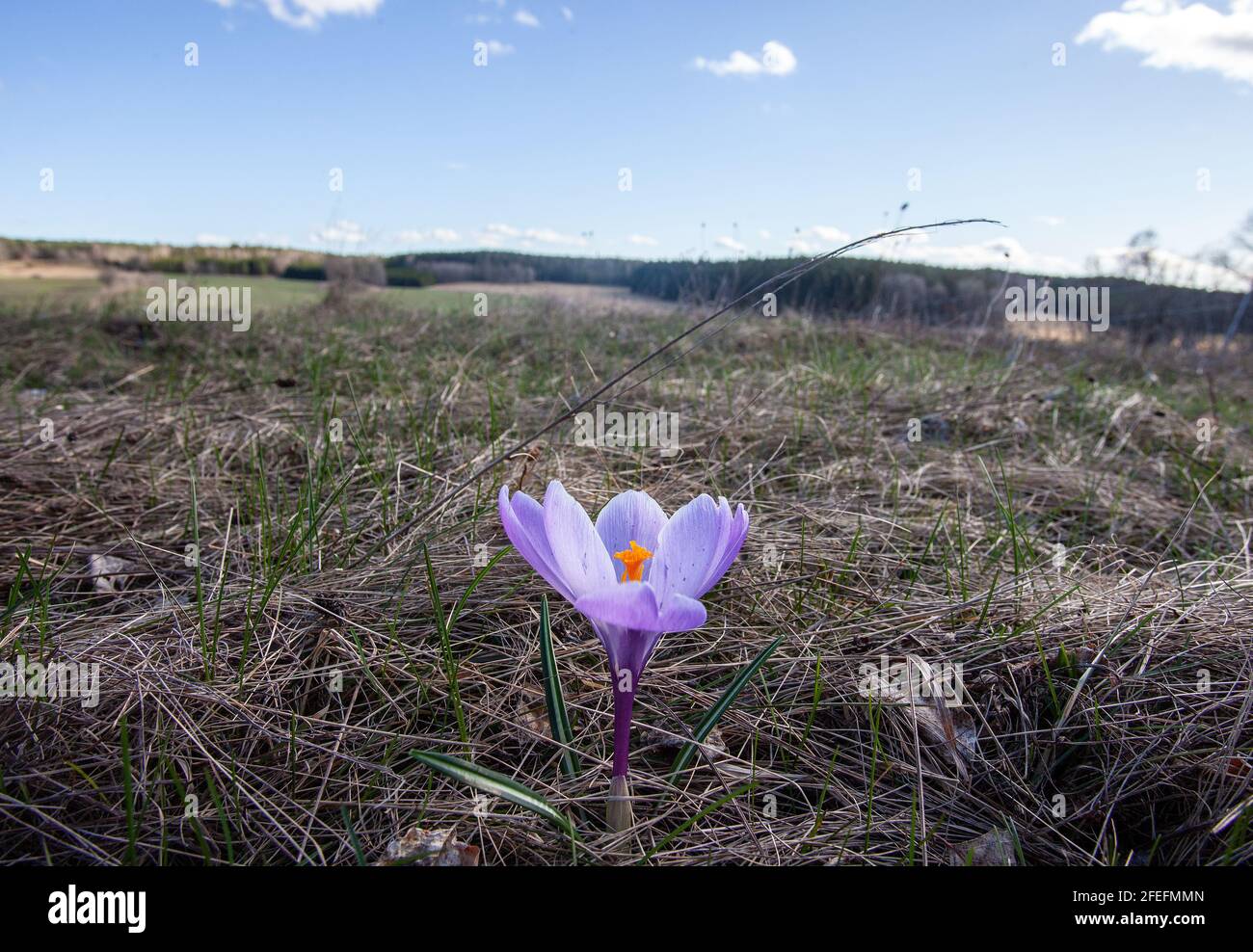 Close-up of a wild crocus (Crocus tommasiniánus), growing in landscape ...