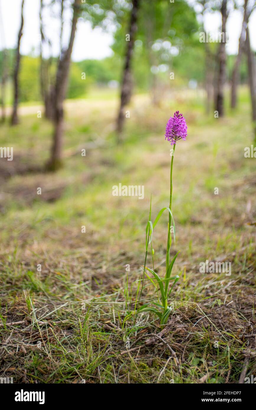 Pyramidal Orchid (Anacamptis pyramidalis) growing alone on short green ...