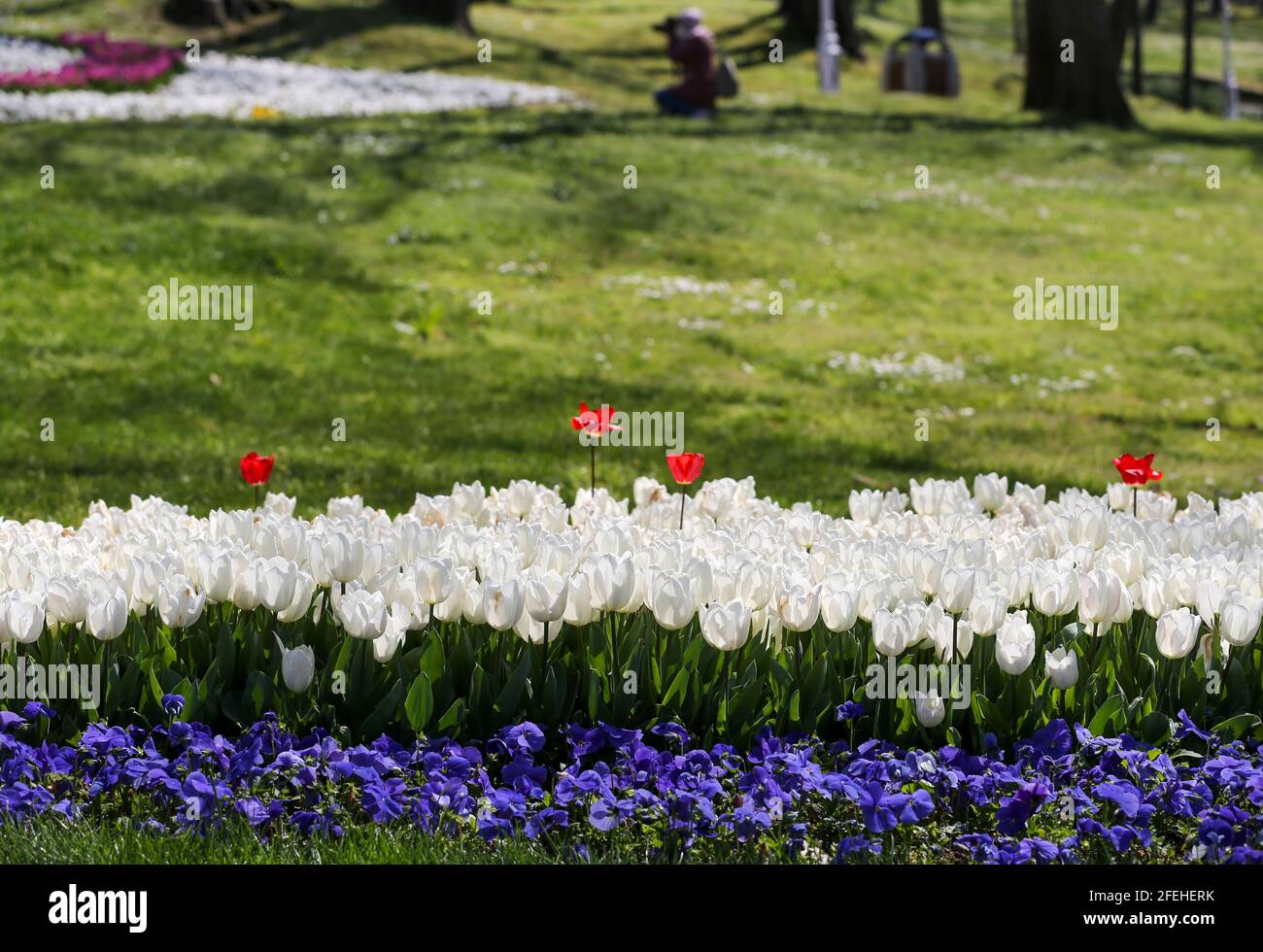 Tulip festival in amazing flowering garden Stock Photo - Alamy