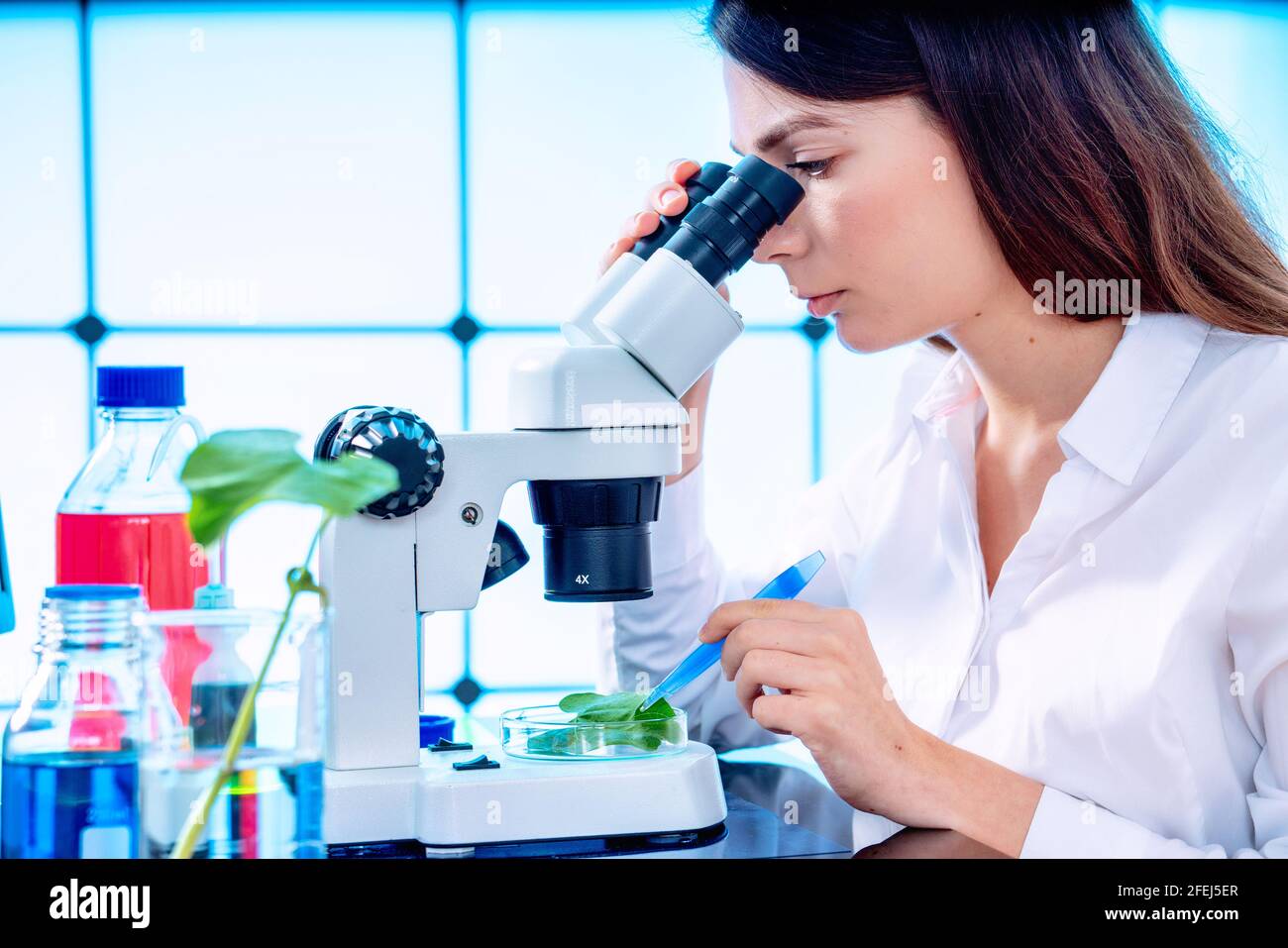 Young woman with microscope in GMO laboratory. Study of green plant of agricultural plants with ...