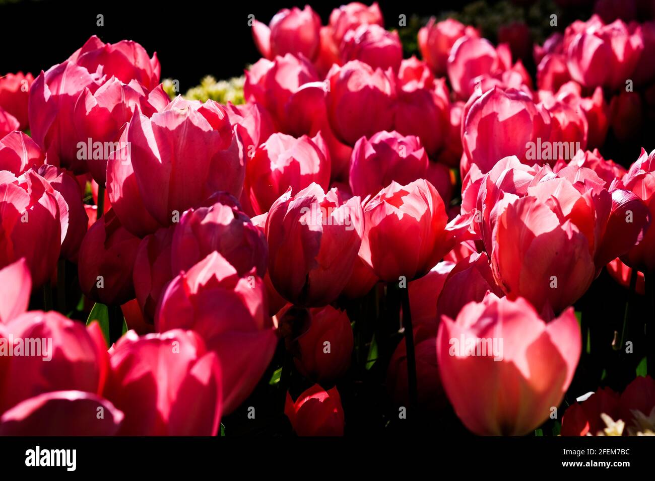 Tulip festival in amazing flowering garden Stock Photo - Alamy