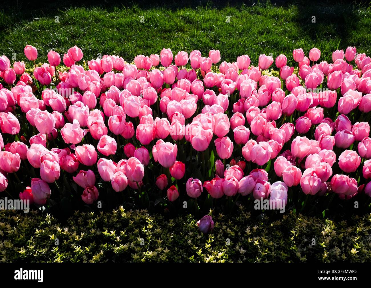 Tulip festival in amazing flowering garden Stock Photo - Alamy