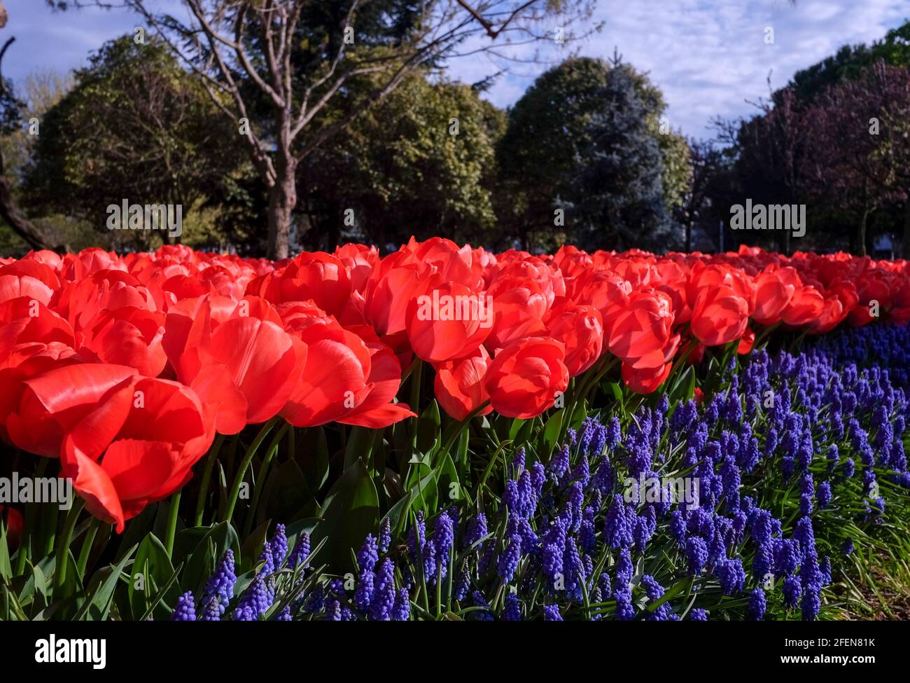 Tulip festival in amazing flowering garden Stock Photo - Alamy