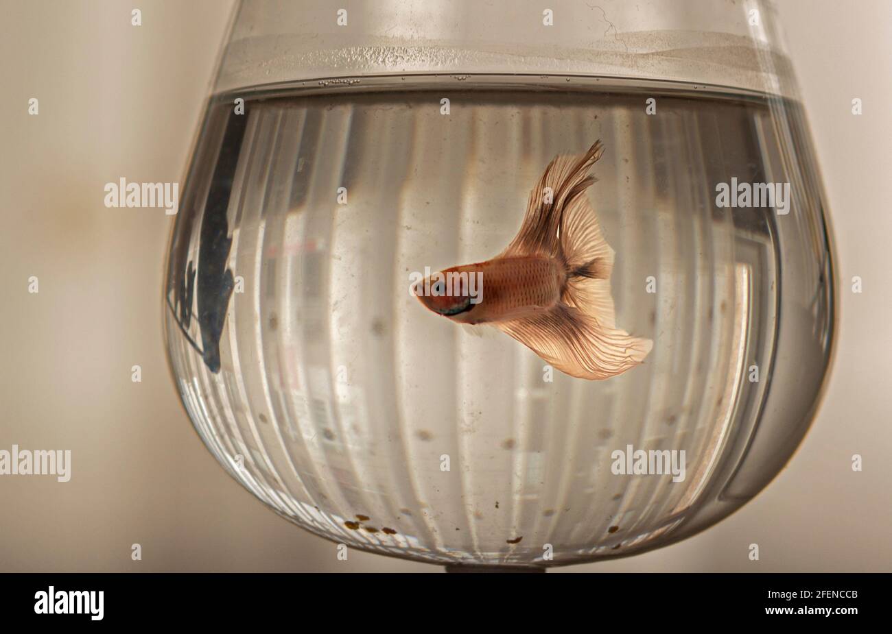 Beta fish hi-res stock photography and images - Alamy
