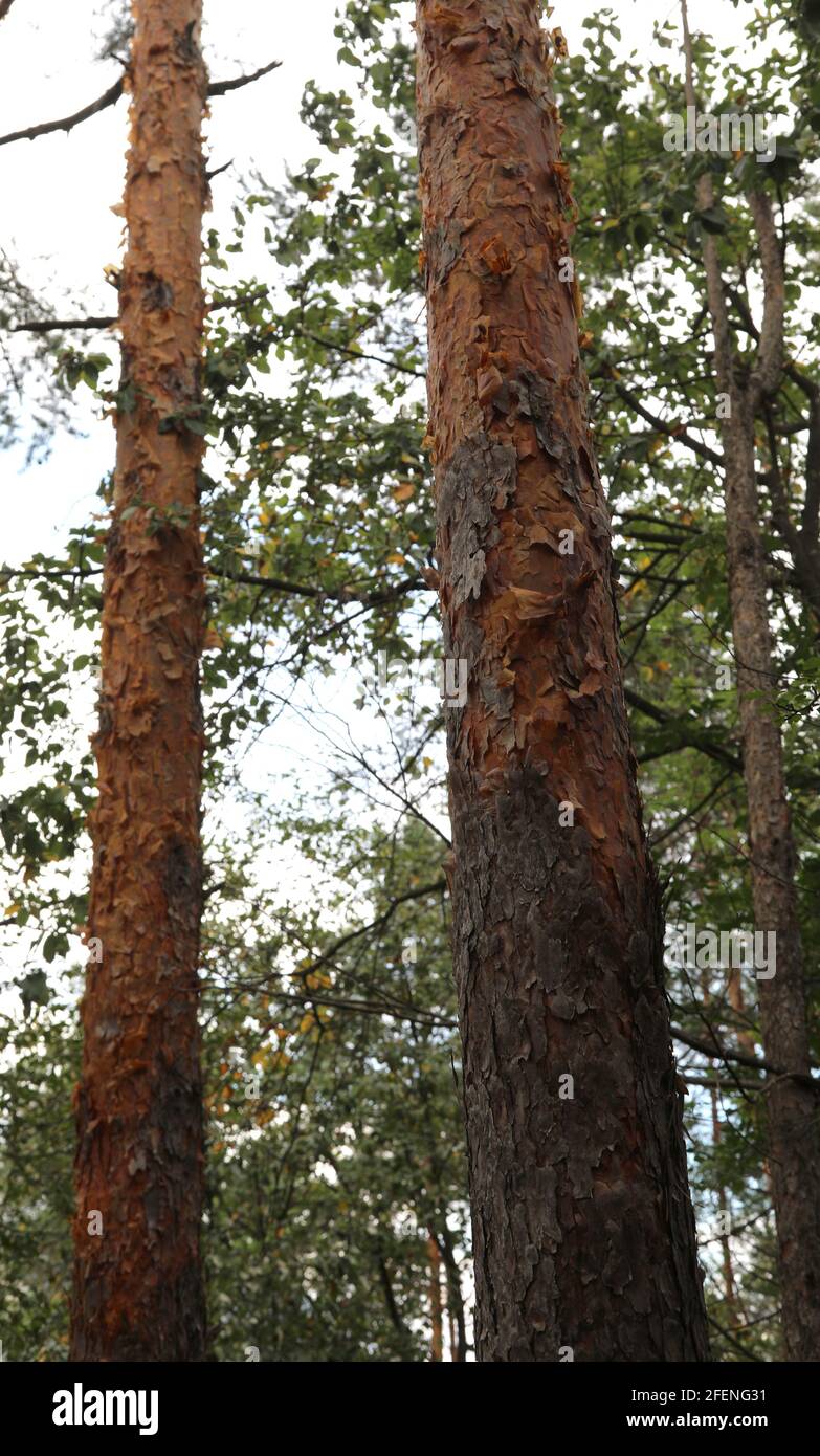tree barks flaking off due to a disease affecting the forest vegetation ...
