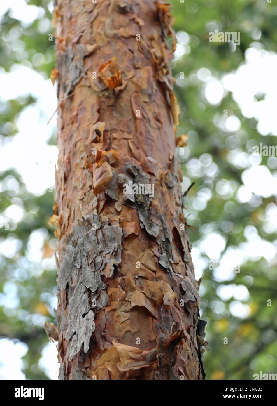 bark of the tree flaking off due to a disease affecting the forest ...