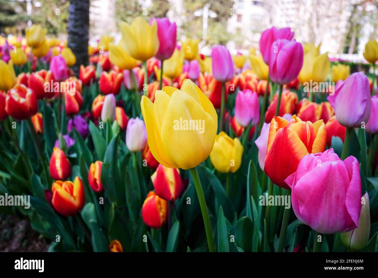 Tulip festival in amazing flowering garden Stock Photo - Alamy