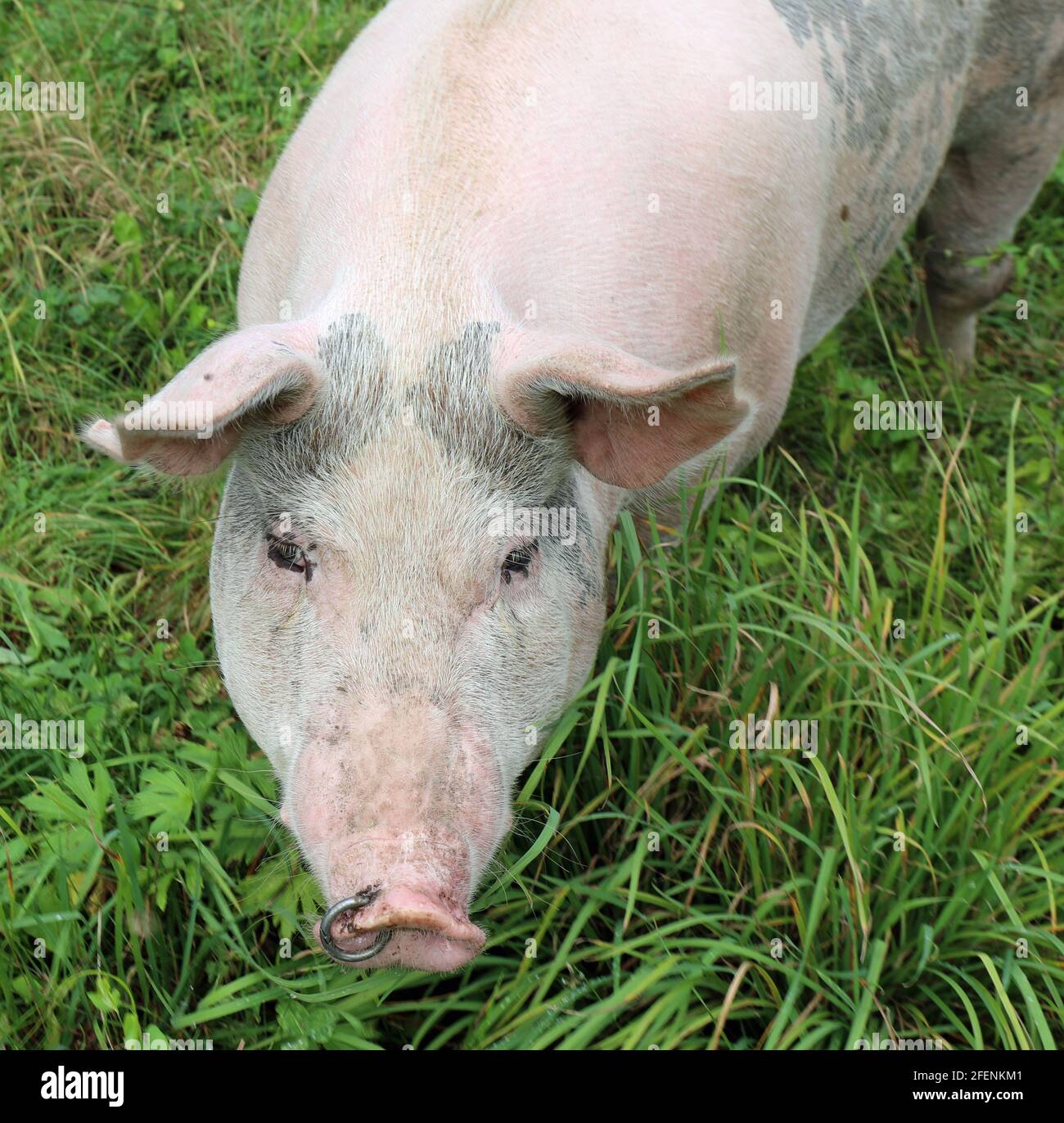 big pink and black pig with big ears rooting in the grass seen from ...