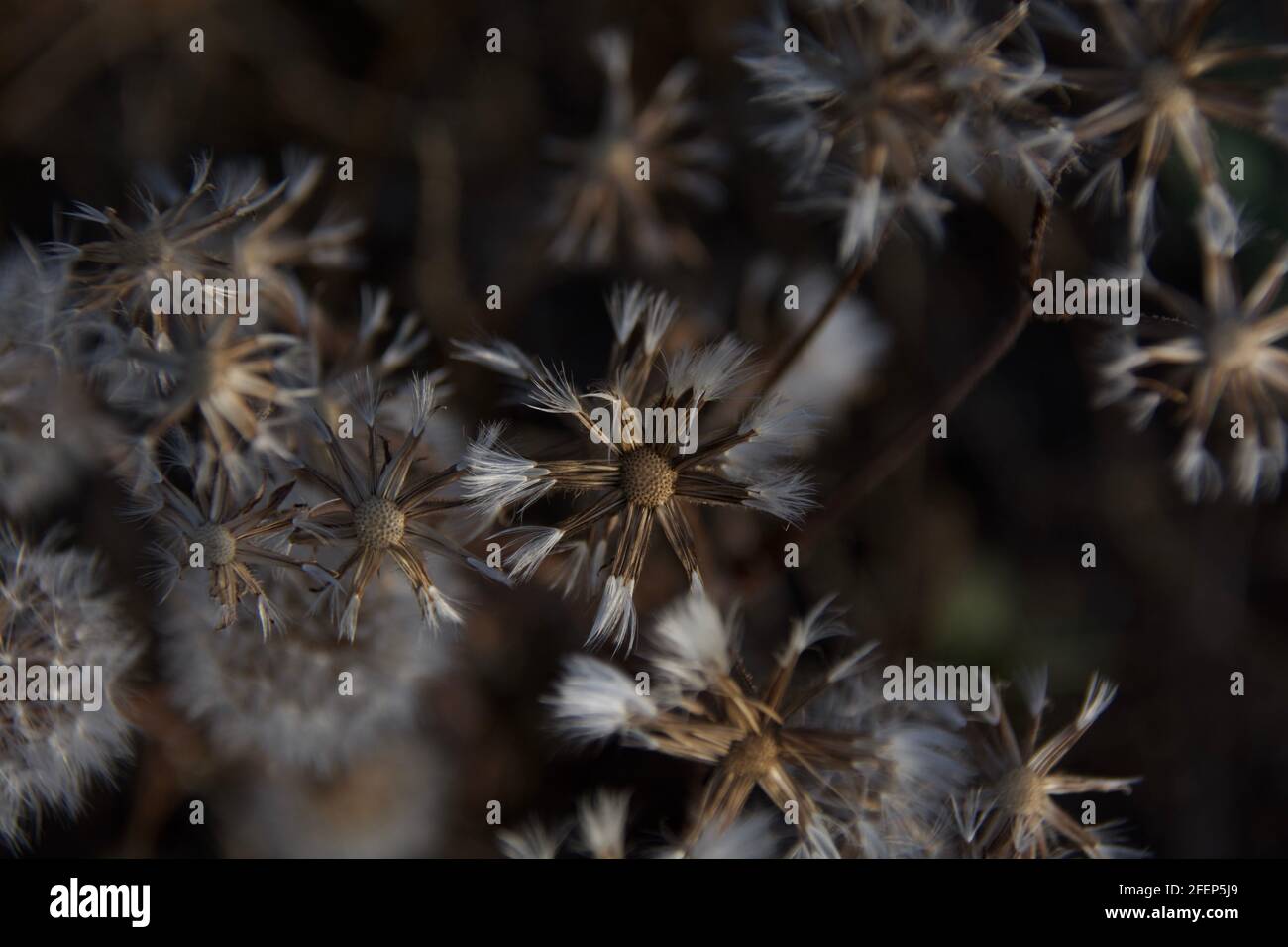 Wild Dry decorative fluffy plats Stock Photo - Alamy