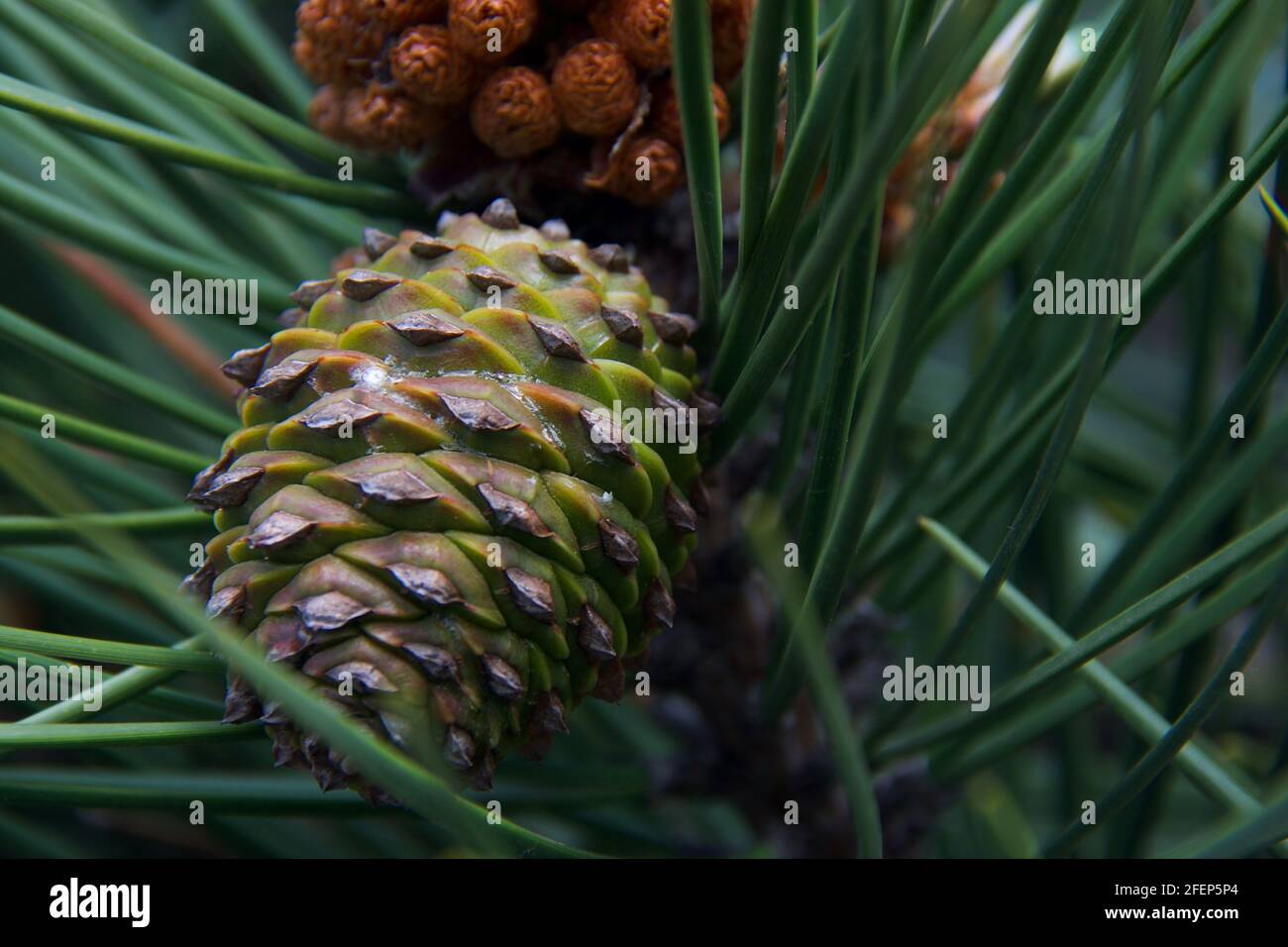 Young Pine tree cone Stock Photo - Alamy