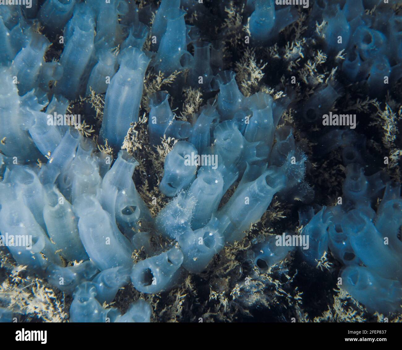 Ciona Intestinalis High Resolution Stock Photography and Images - Alamy