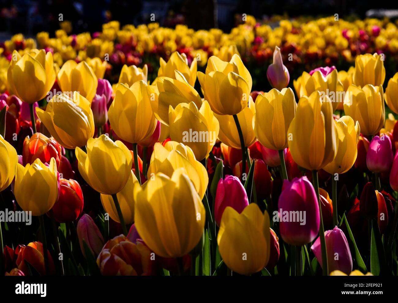 Tulip festival in amazing flowering garden Stock Photo - Alamy