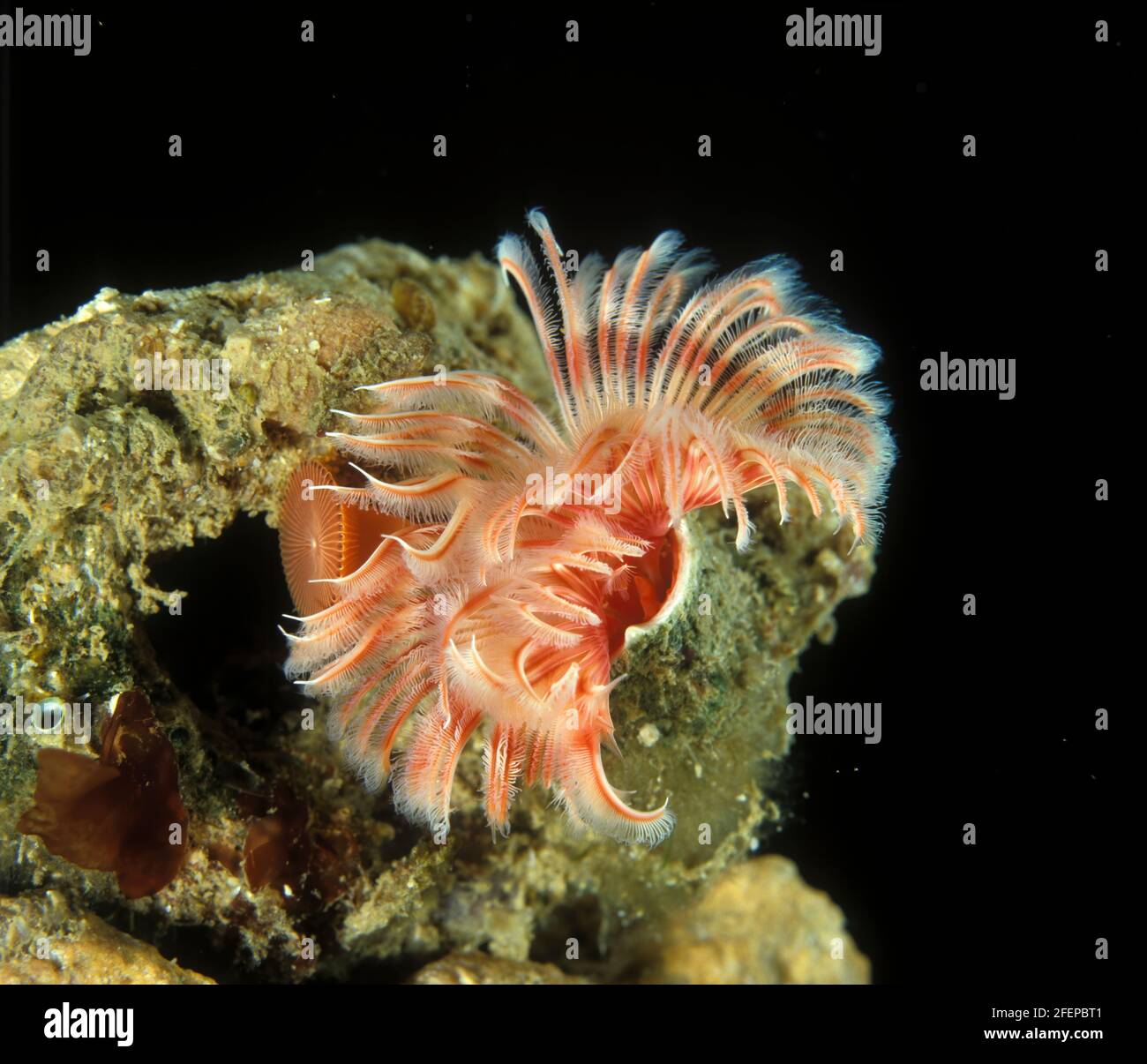 Vermicularis High Resolution Stock Photography and Images - Alamy