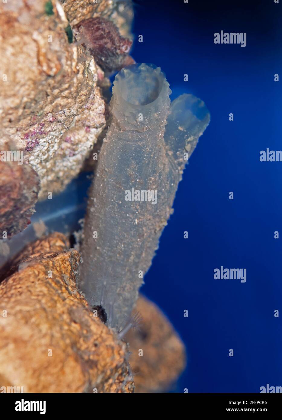 Vase Tunicate Ciona Intestinalis High Resolution Stock Photography and ...