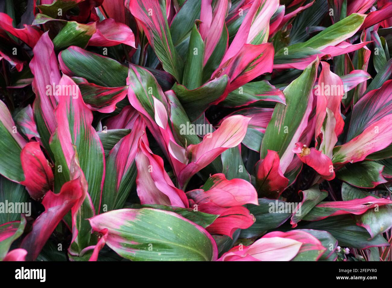 Red ti leaf hi-res stock photography and images - Alamy