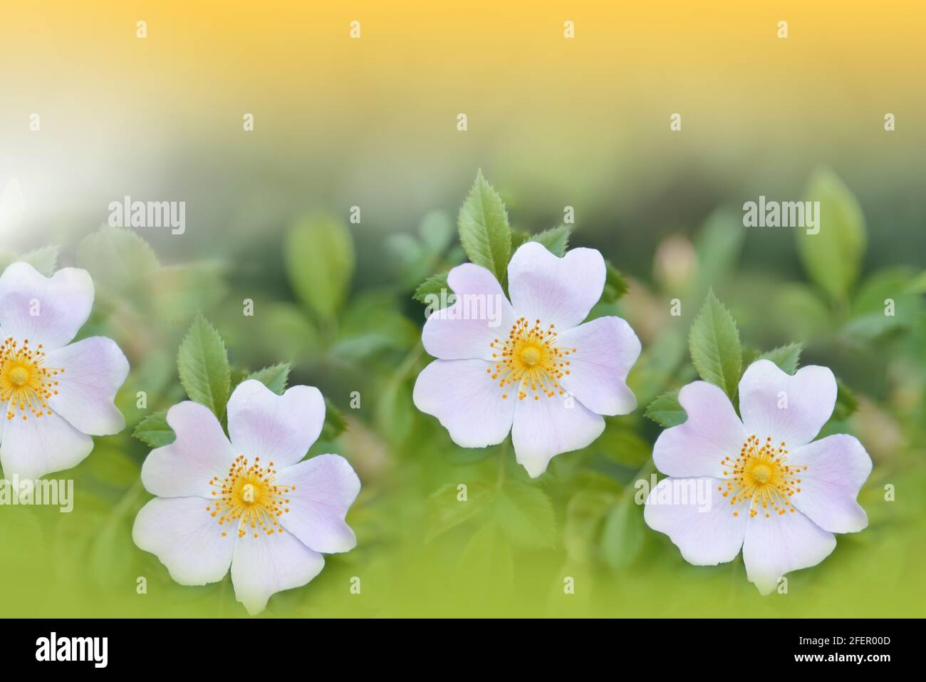 Spring flower border yellow hi-res stock photography and images - Alamy