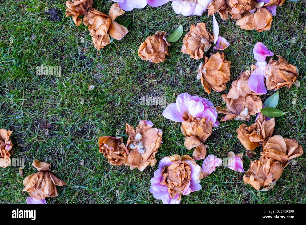 Dying Shrub High Resolution Stock Photography and Images - Alamy
