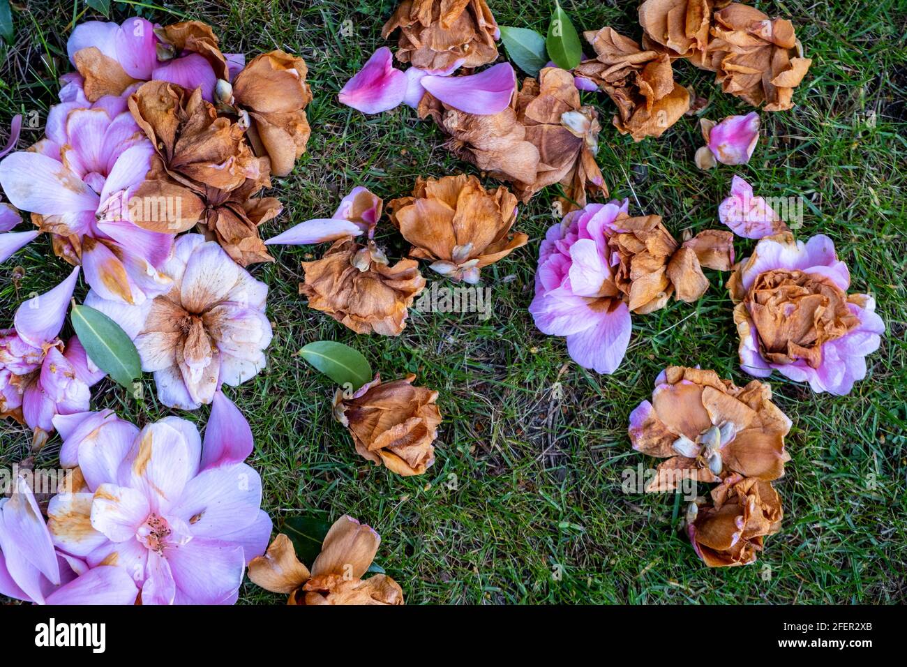 Dying shrub hi-res stock photography and images - Alamy