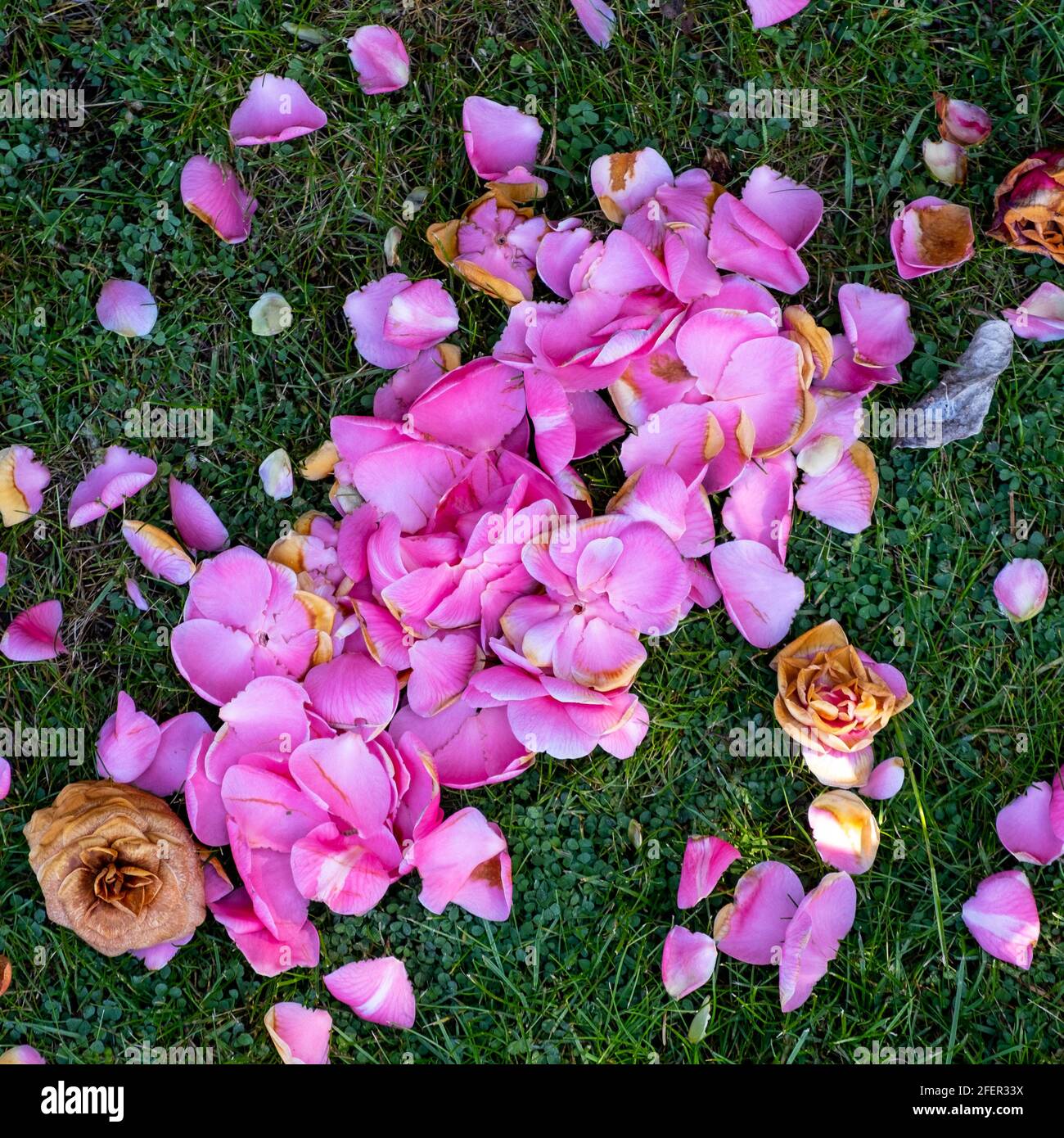 Dying shrub hi-res stock photography and images - Alamy