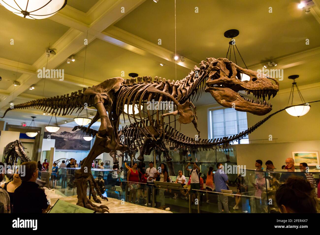 Tyrannosaurus rex skeleton museum hi-res stock photography and images ...