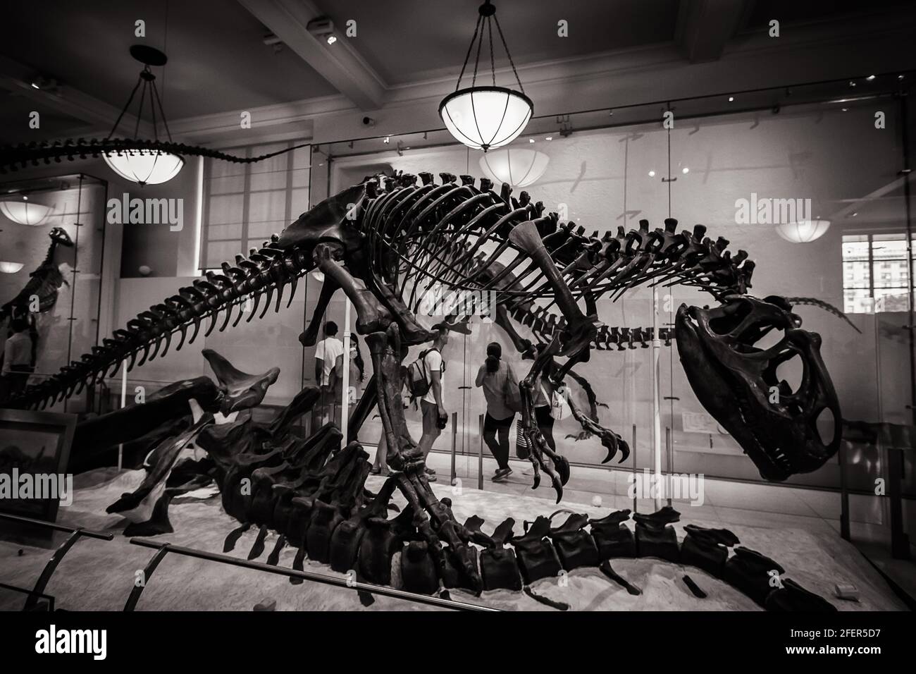 Black and white image of the Allosaurus skeleton feeding on a carcass ...