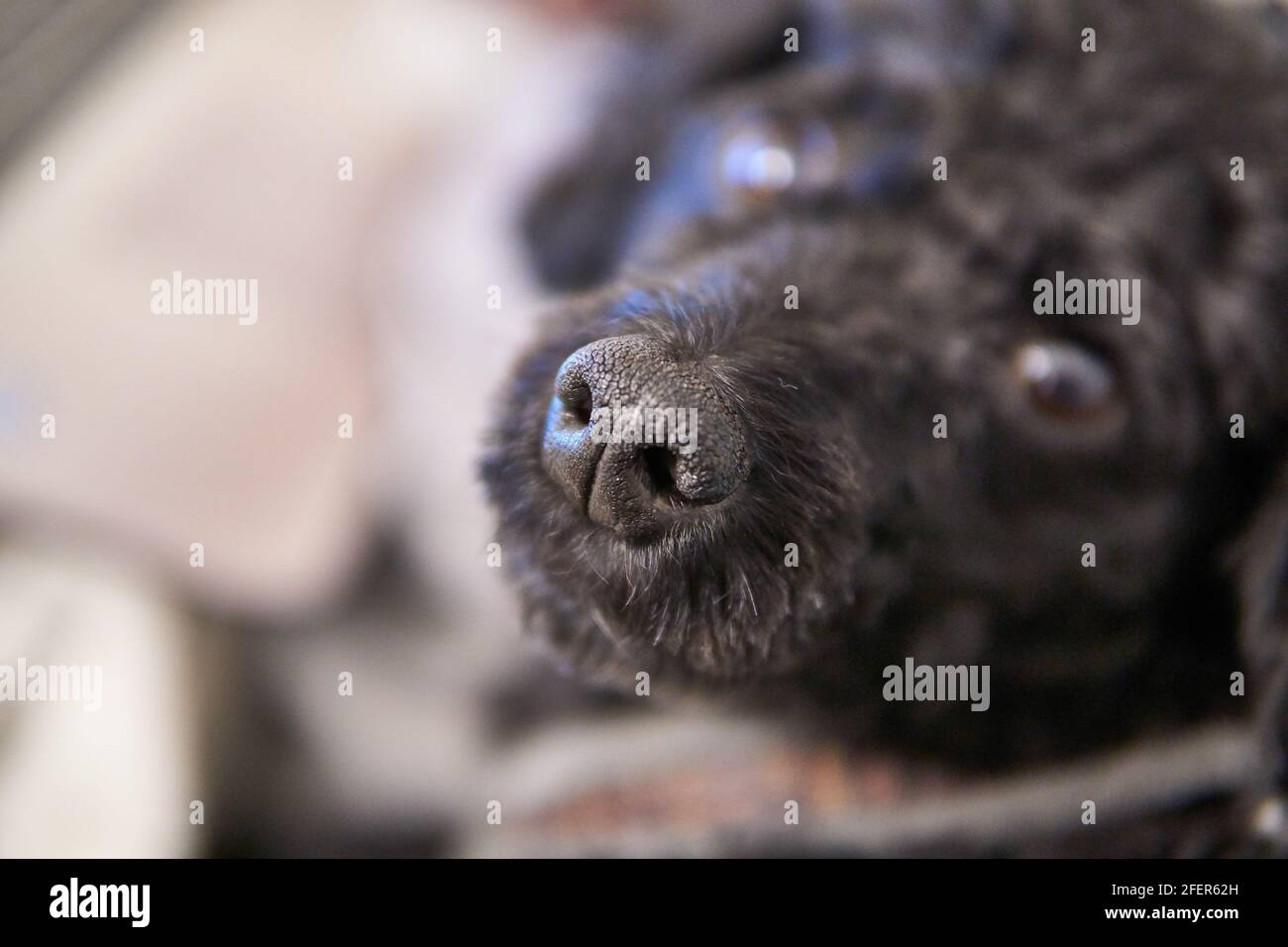 Closeup shot of a cute black dog snout Stock Photo - Alamy
