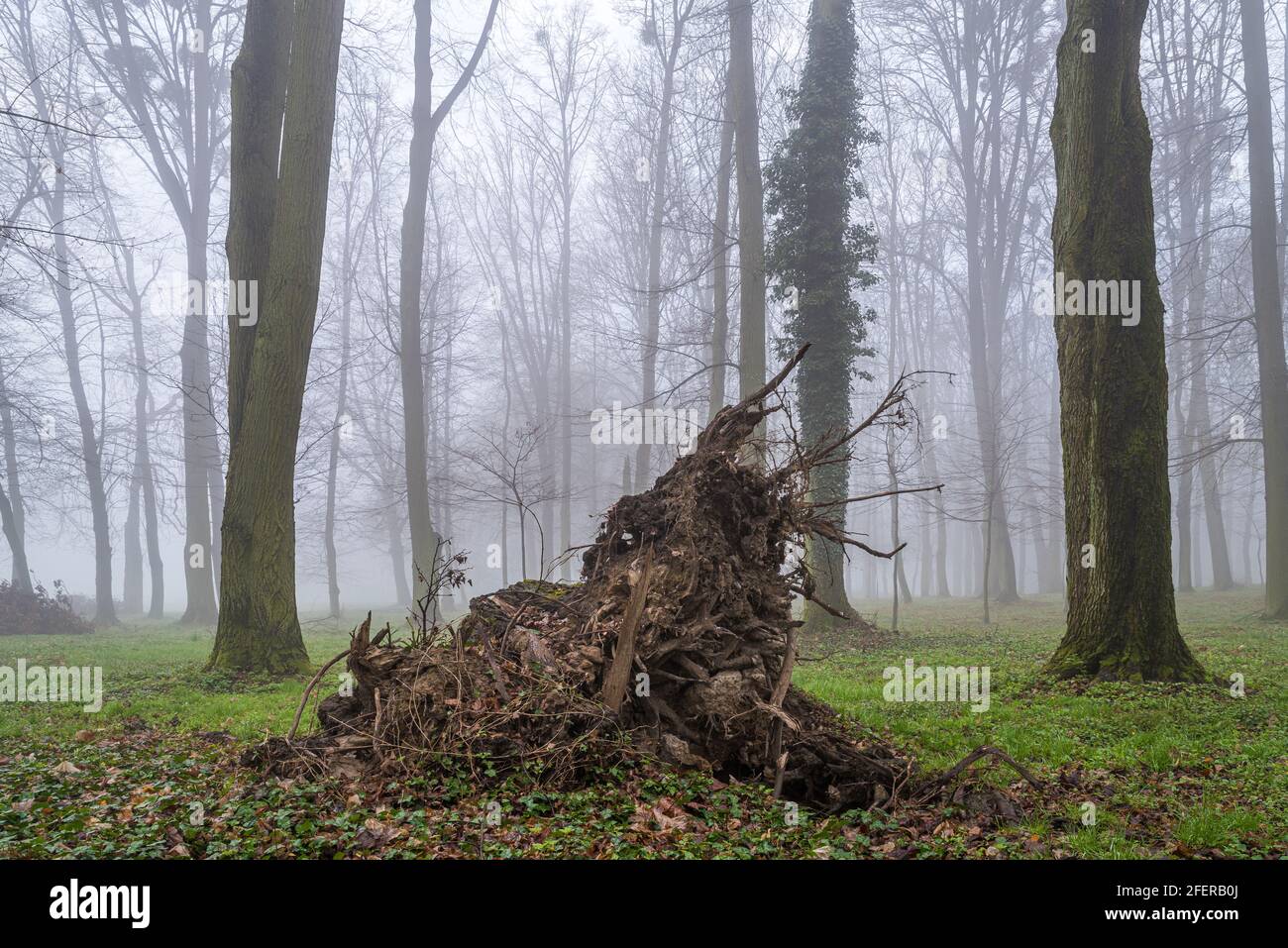 Closeup of tree branches covered in the soil on the ground in a forest ...