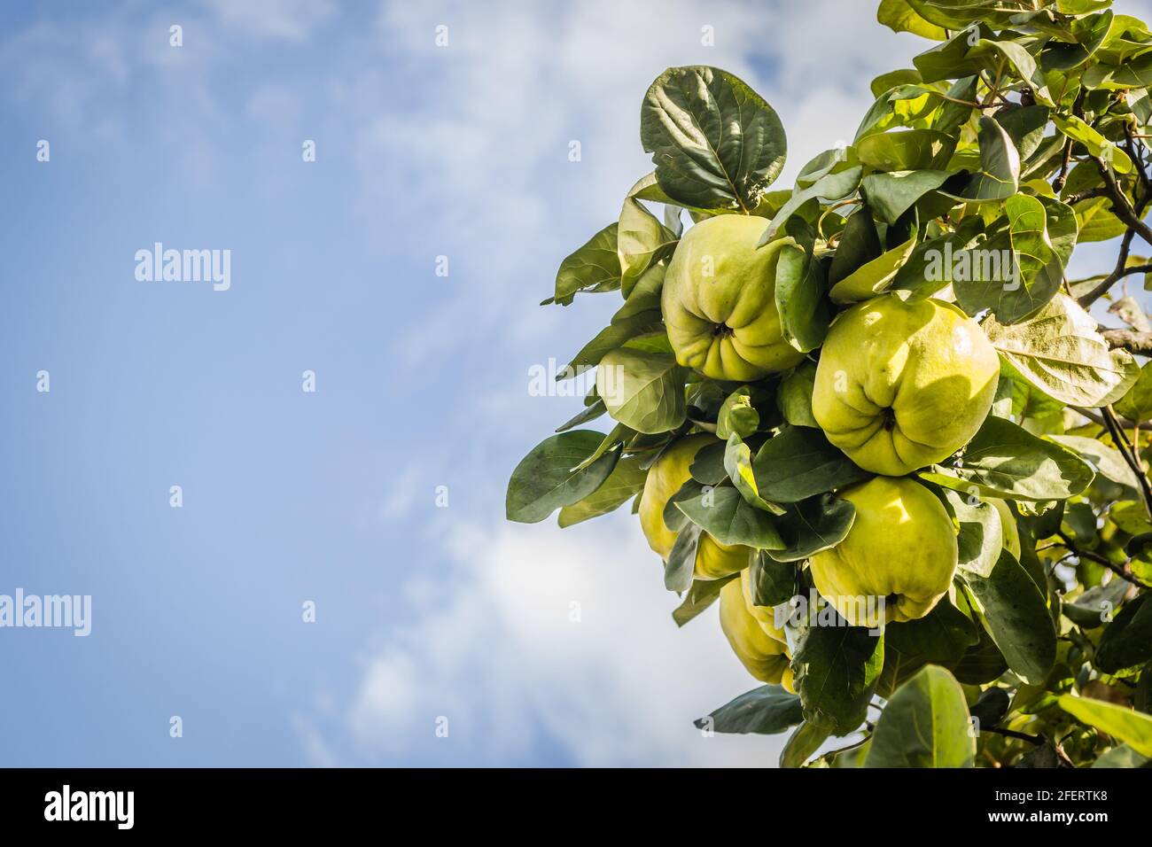 Quince on branch. Organic quince ripe on branch in fall season Stock ...
