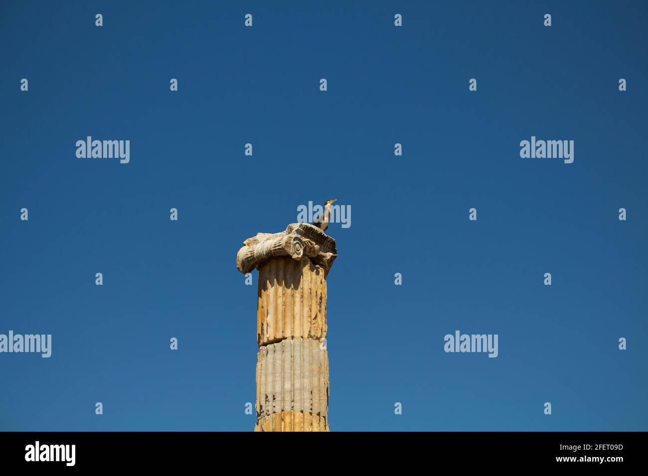 Close up view of a stork on top of historical, ancient column with a ...
