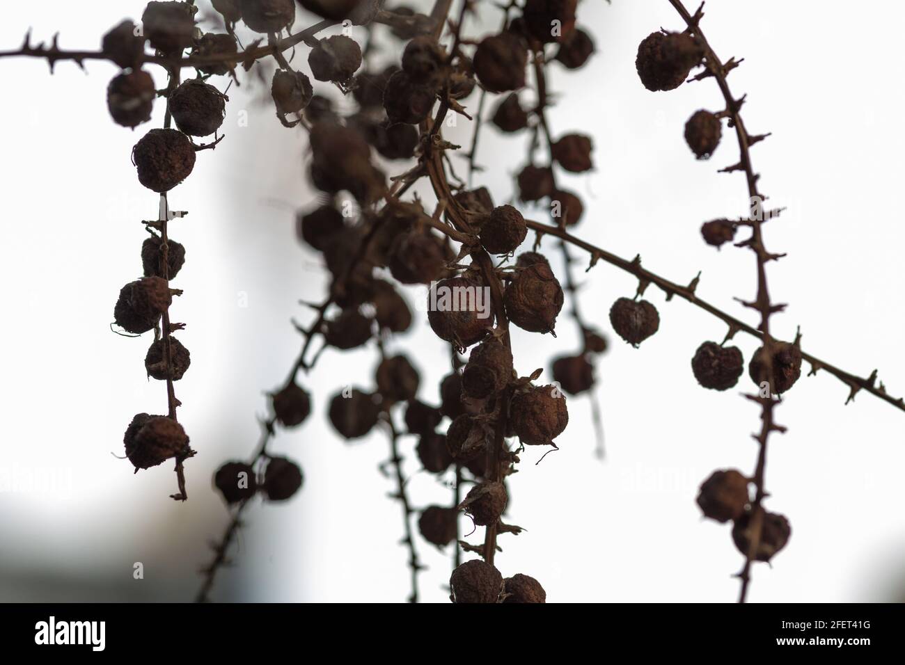 Selective focus of spiny branches of a dry plant on blurred white ...