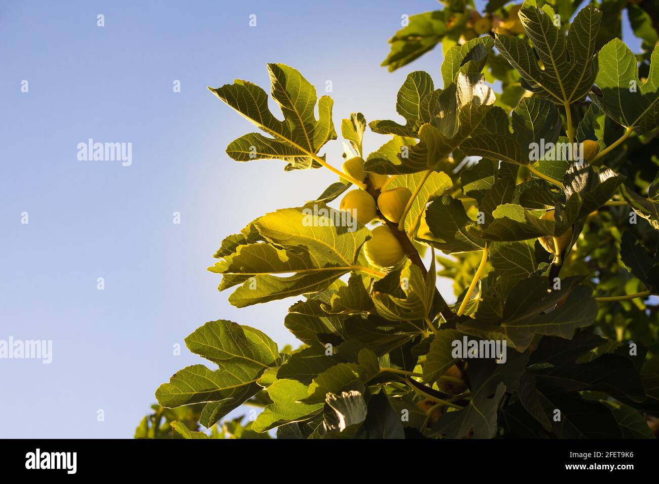 Close up view of yellow figs (Ficus carica) on a tree with clear, blue ...