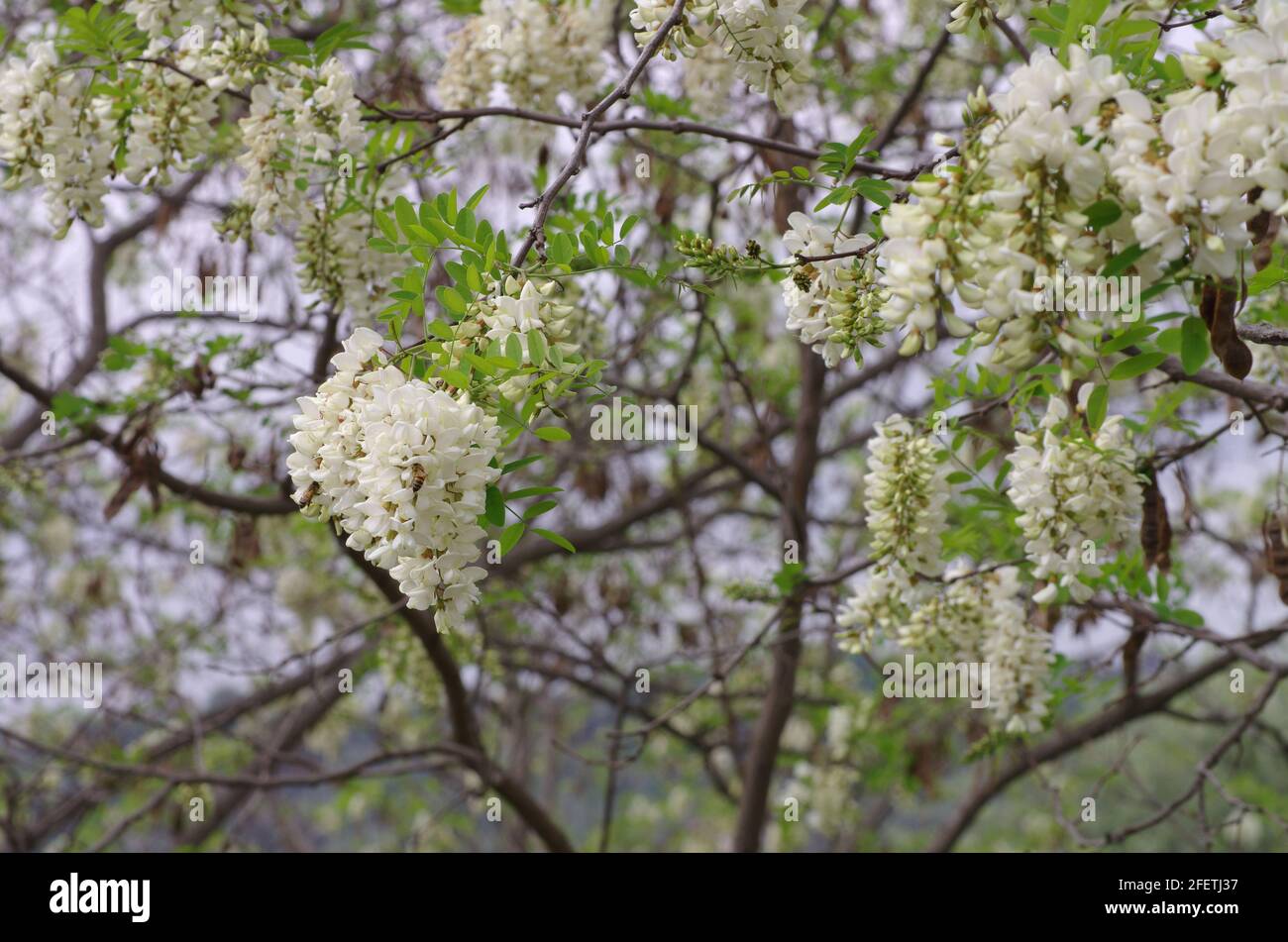 spring in Sicily white flowers full bloom in clusters Stock Photo - Alamy