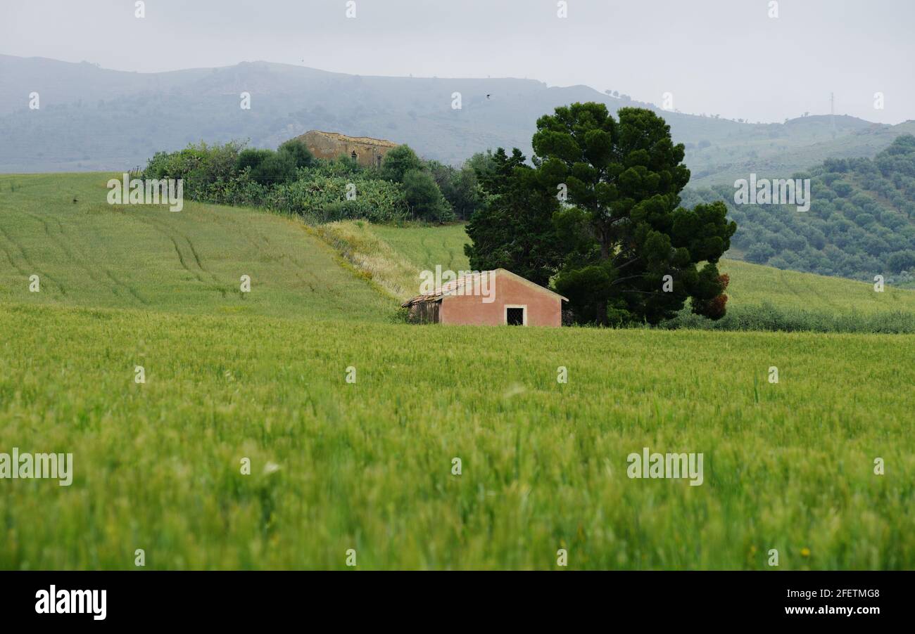 spring countryside landscape of Sicily verdant field of wheat, wild ...